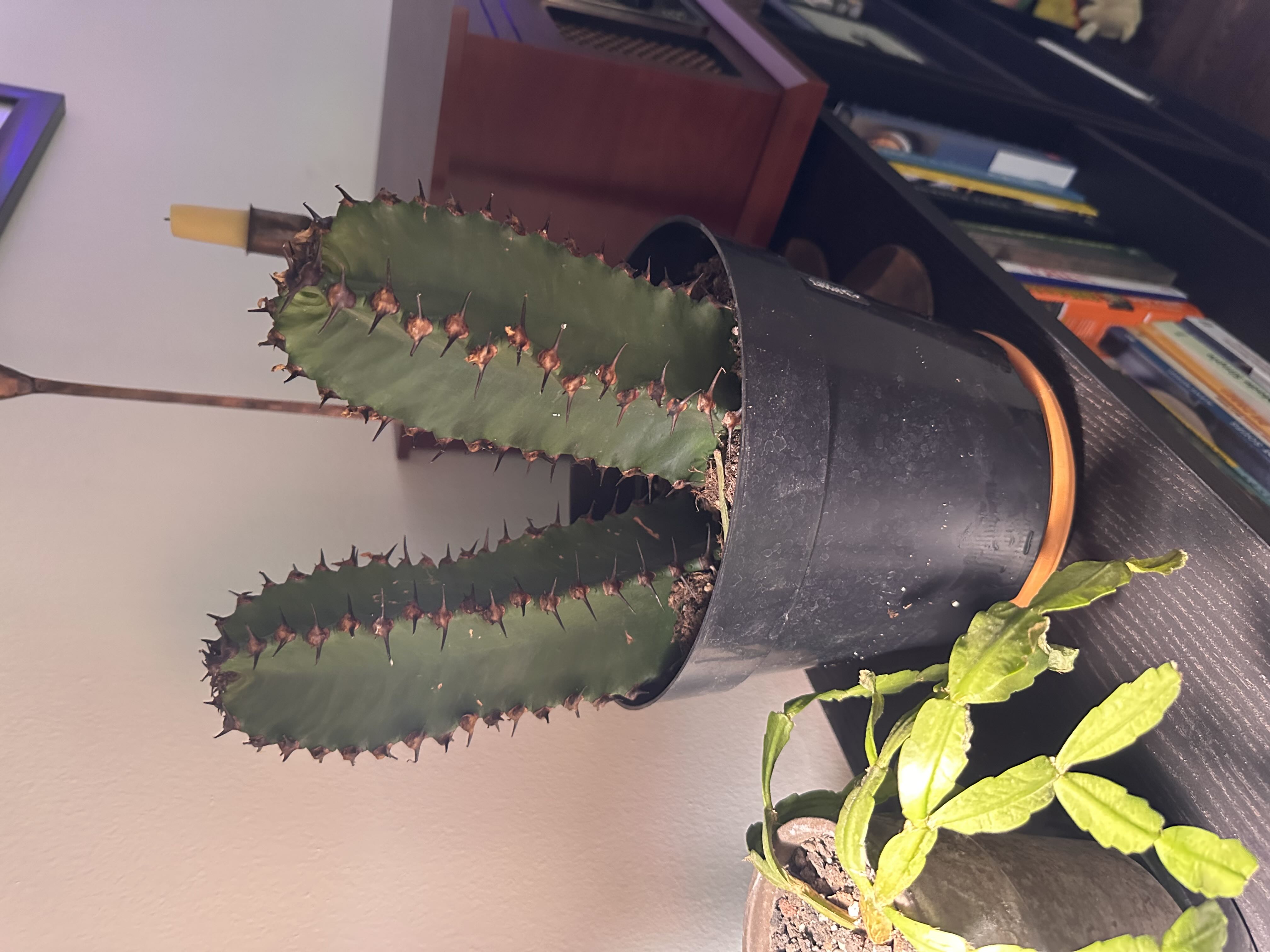 What Temperature Does My Crested Cat Tails Euphorbia Need?