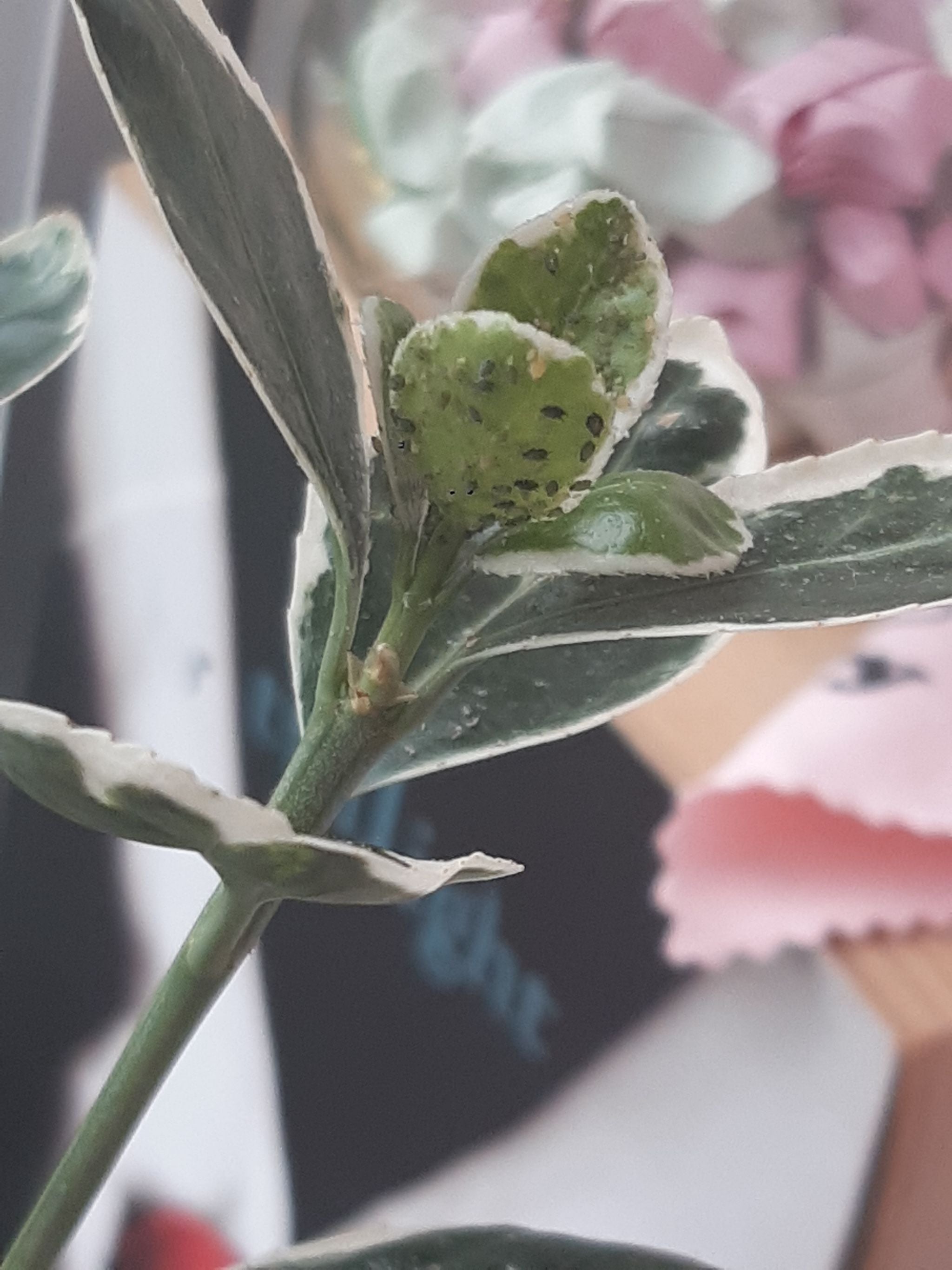 Natural Predators of Burning Bush Pests 🐞