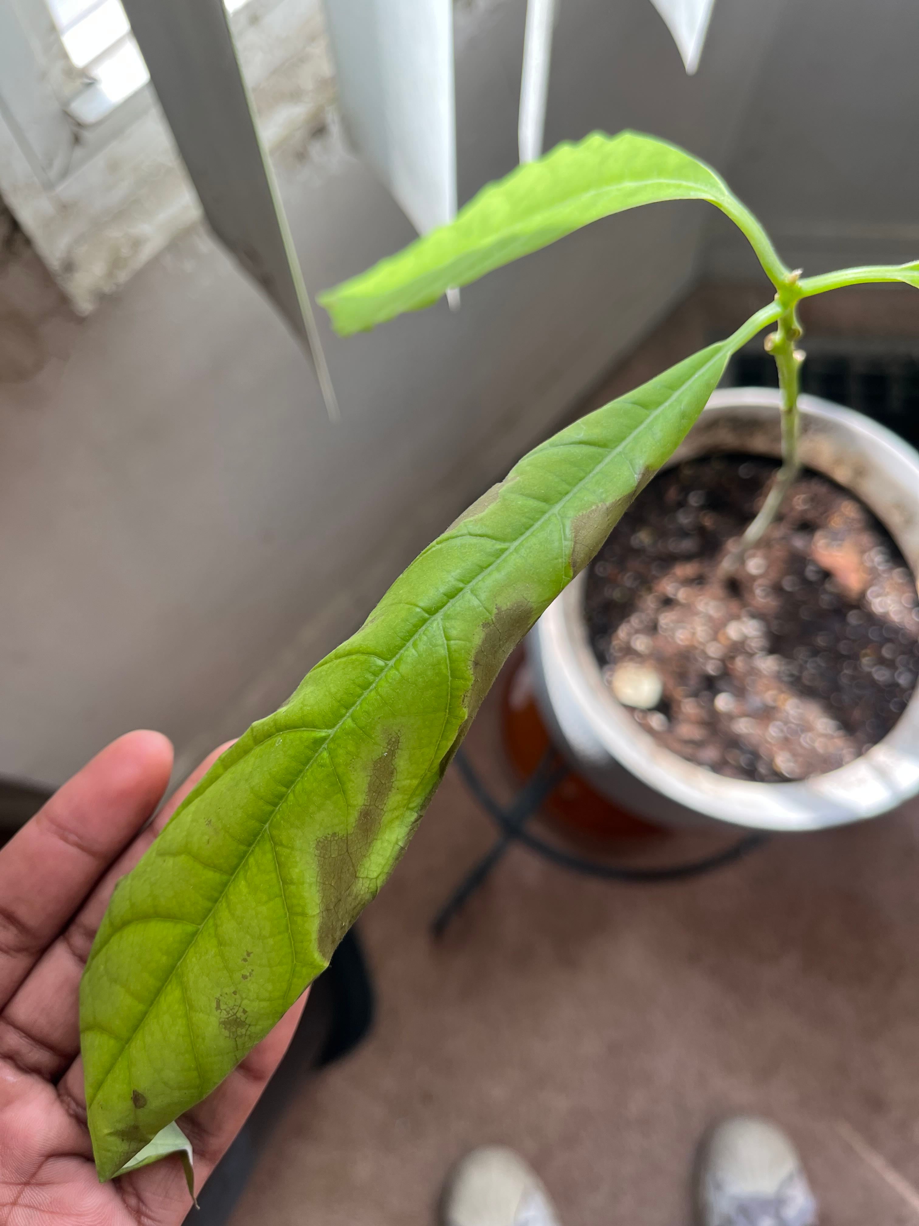 🥑 Avocado Tree Roots 101