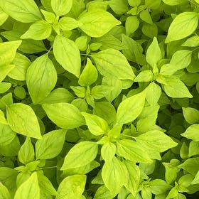 Spreading Pellitory Plant Care: Water, Light, Nutrients | Greg App 🌱