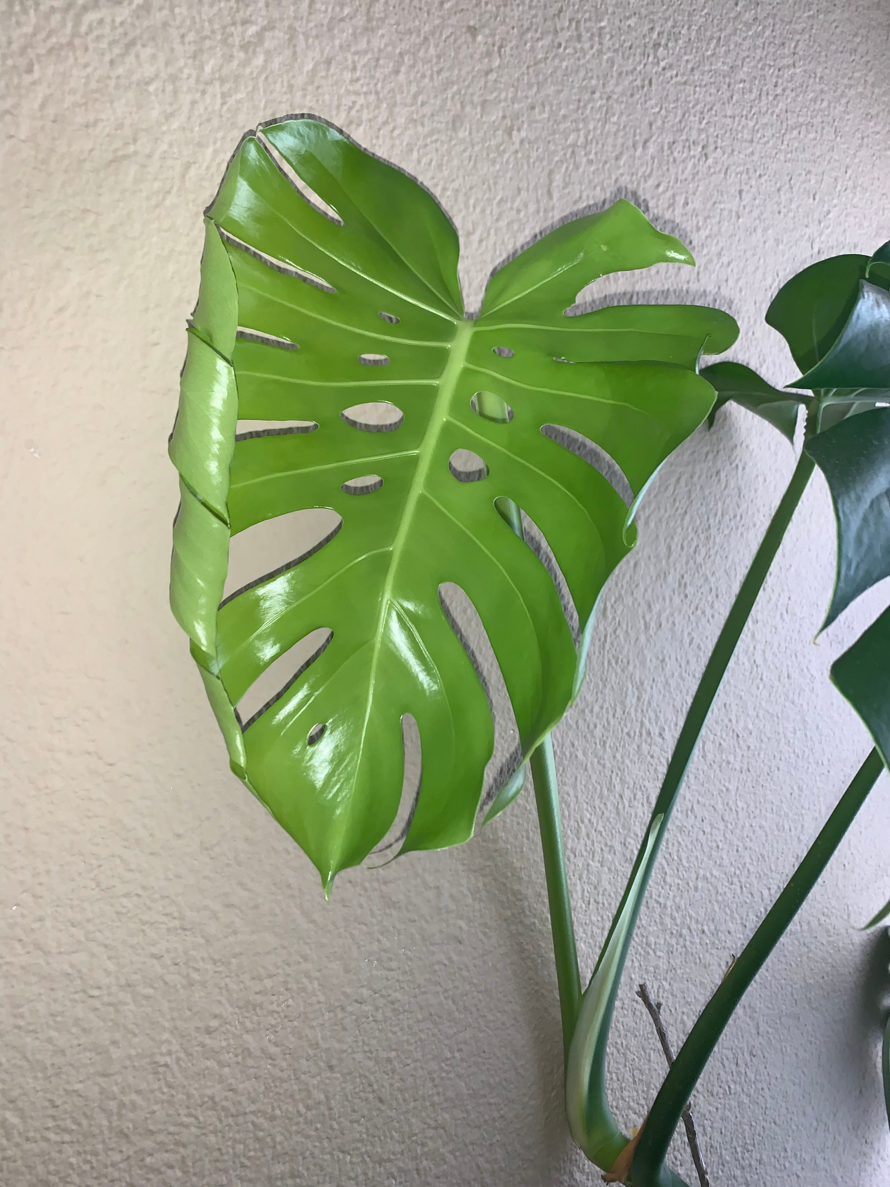 Why Are My Monstera dubia 'Green Form' Leaves Mushy?