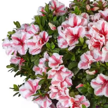 Azalea 'Indica Inga' Plant Care: Water, Light, Nutrients | Greg App 🌱