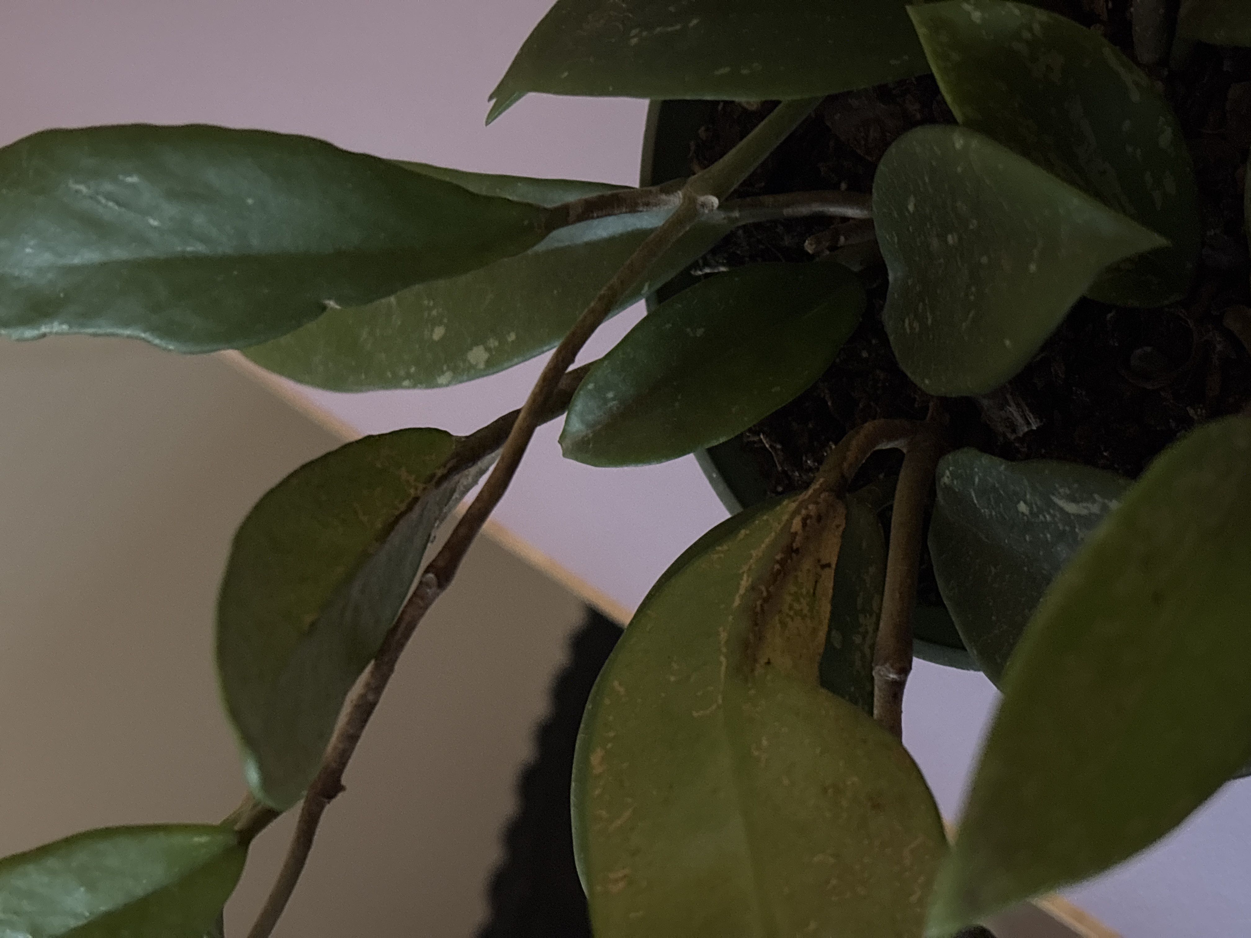 The Complete Hoya 'Chouke' Plant Care Guide: Water, Light & Beyond