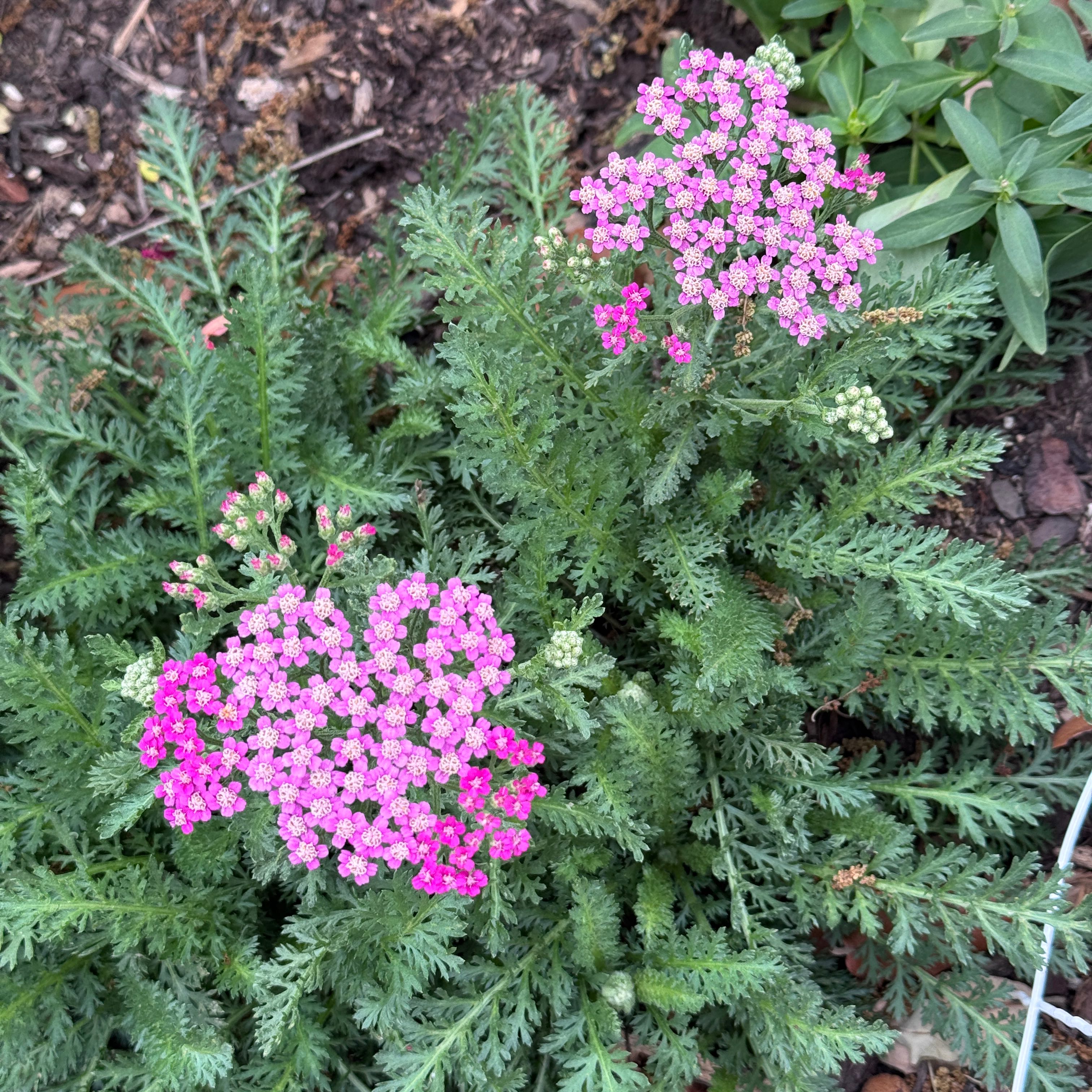 How to Care for Yarrow: Mastering Water, Sunlight & More