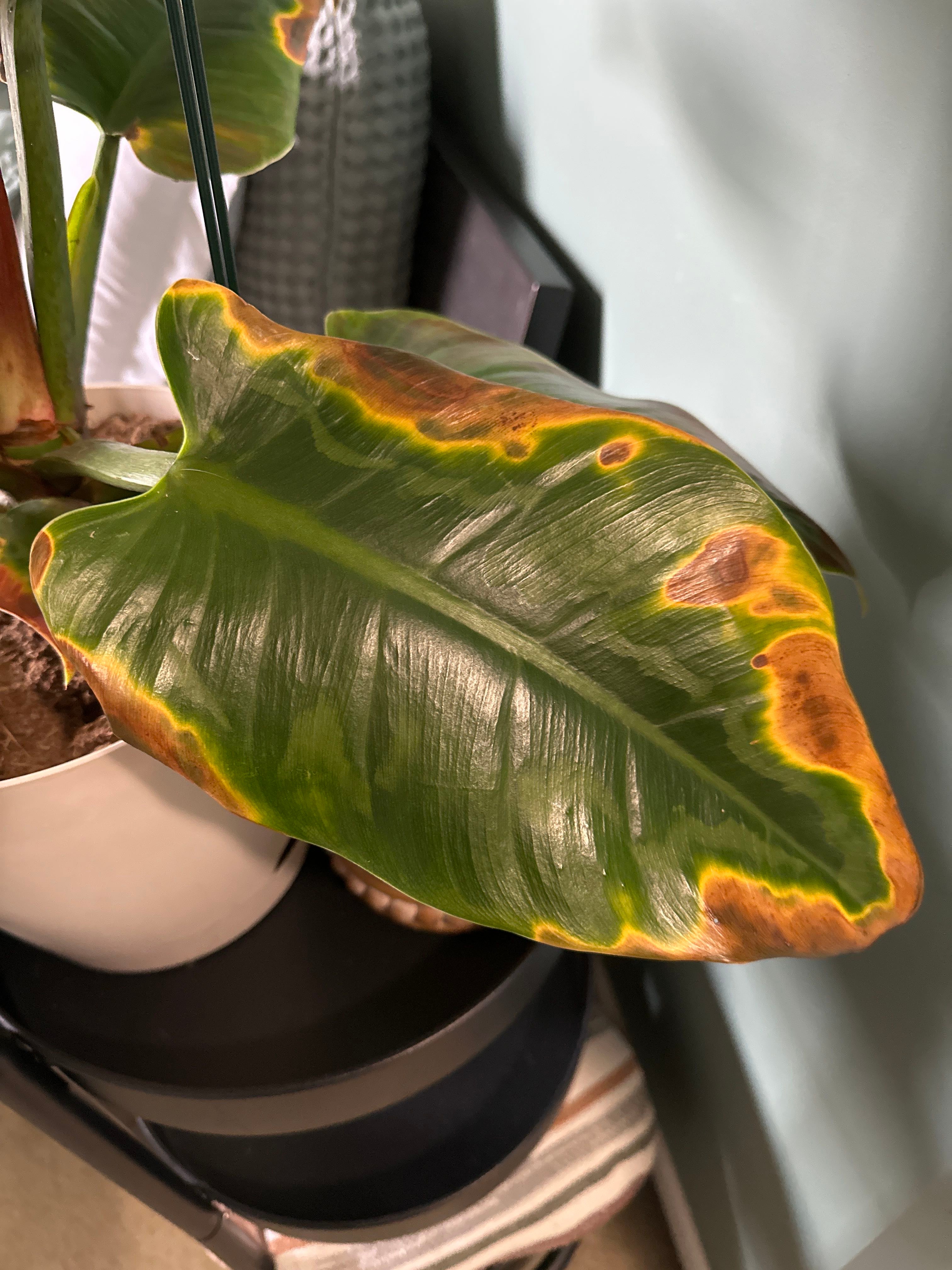 Growth Rate of Philodendron 'Rudolph' 🦌