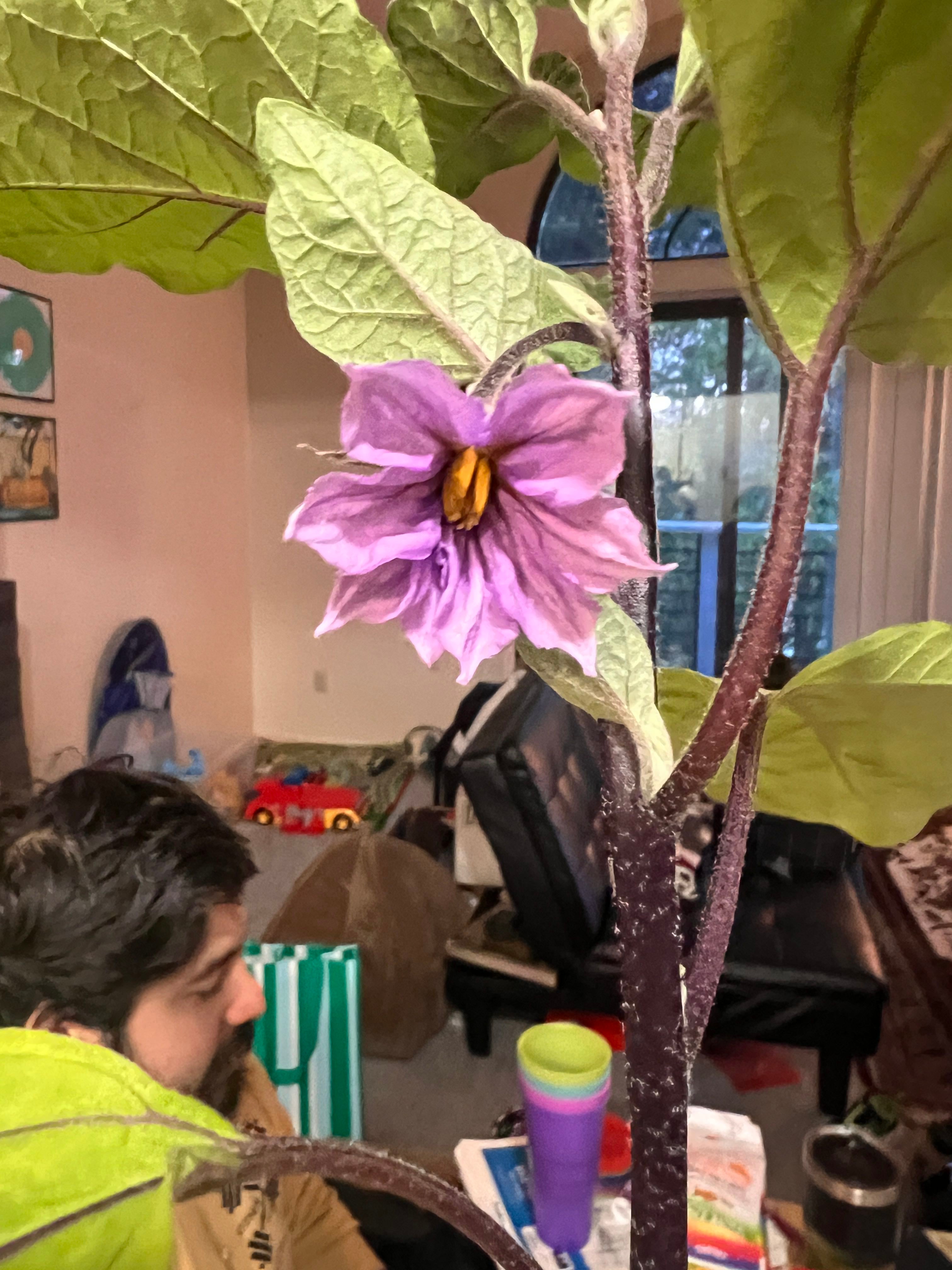 What You Should Know About Bella Rosa Tomato 🍅