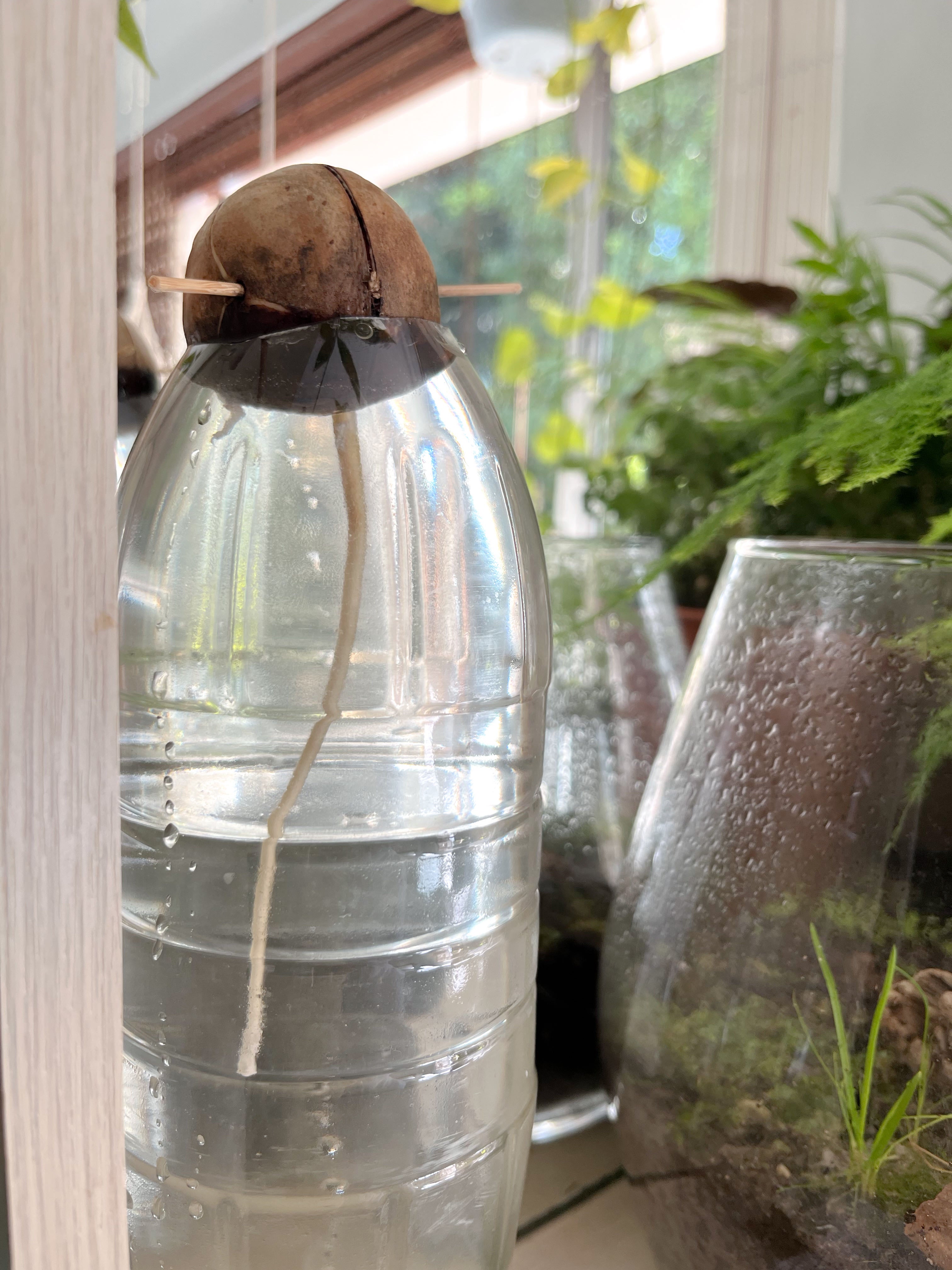 🥑 Avocado Tree Roots 101