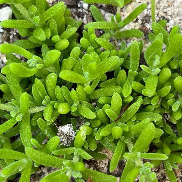 The Complete Vygie Plant Care Guide: Water, Light & Beyond
