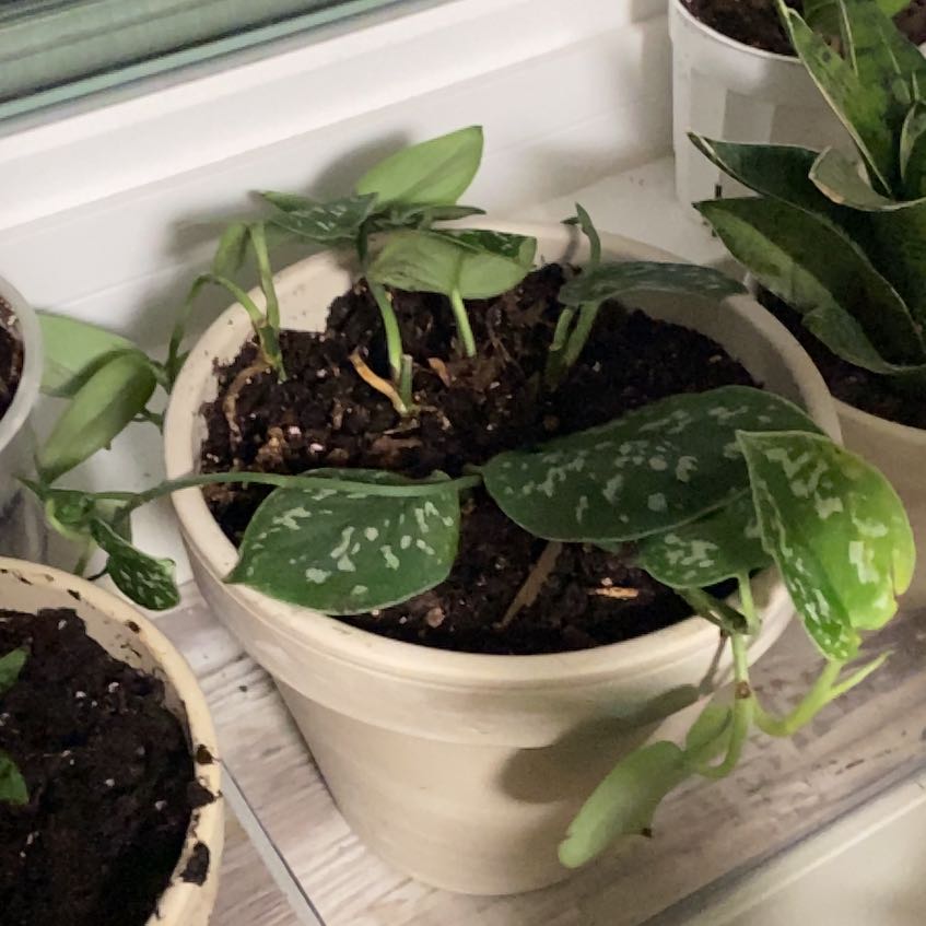 Sima | A plant by @BoldVinemaple on Greg