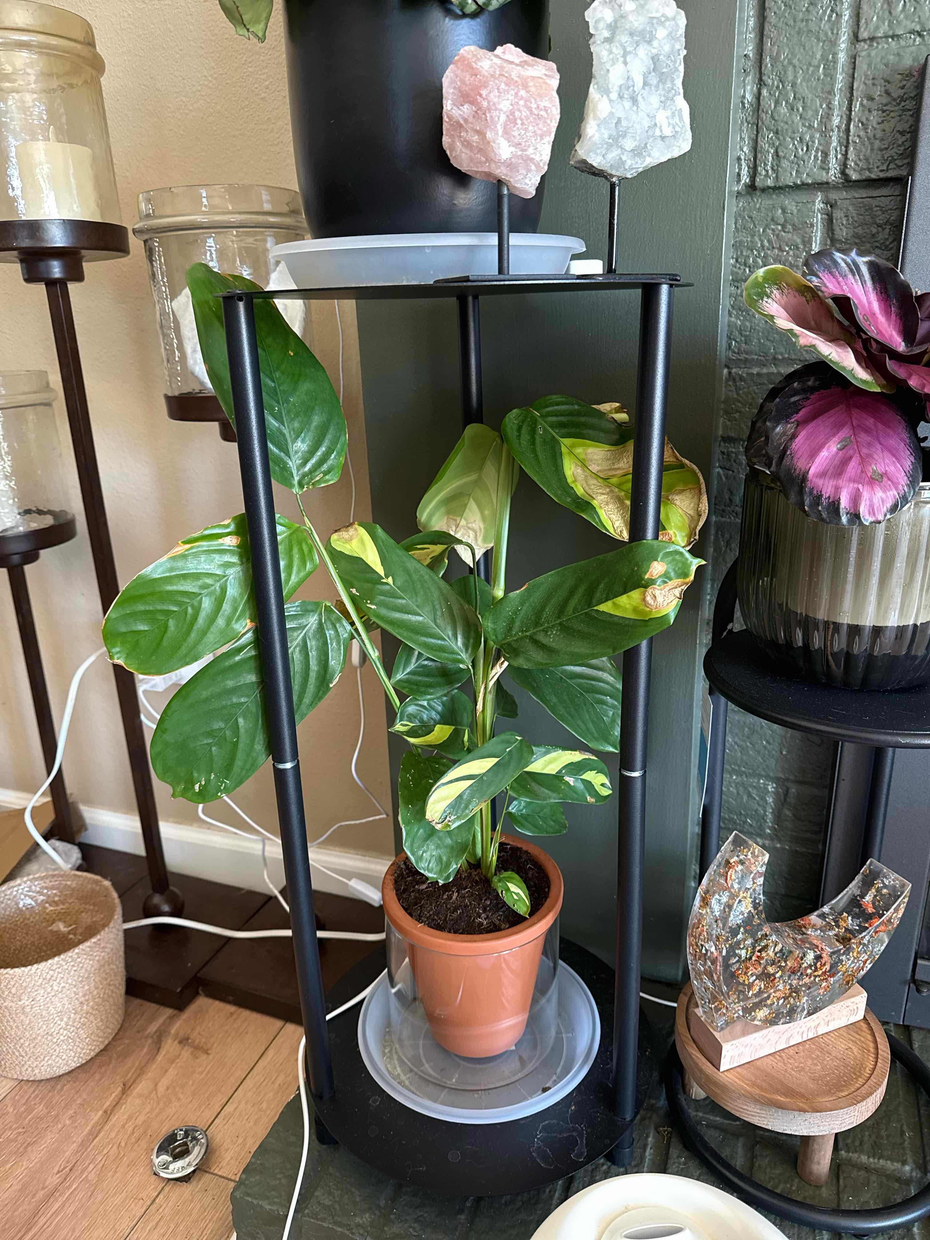 Tinkerbell | A plant by @FlowerProwess on Greg