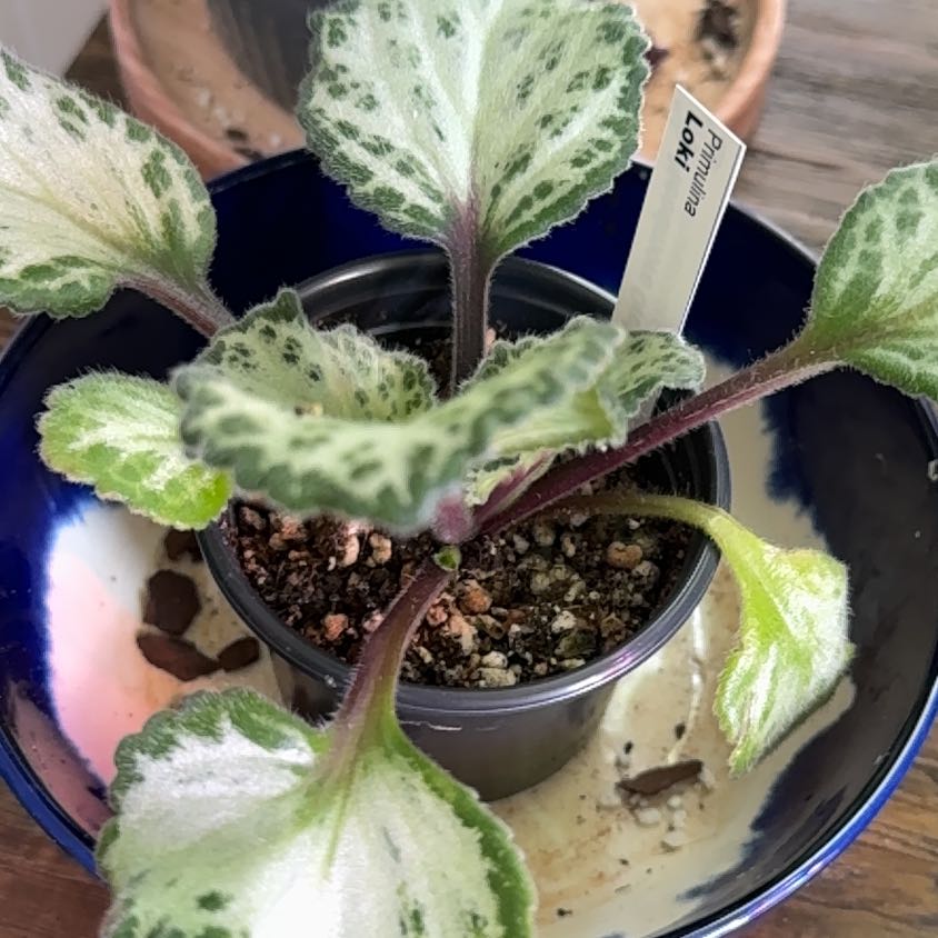 Keep Your Loki Asian Violet Alive: Light, Water & Care Instructions