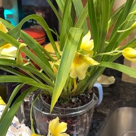 The Complete Miltoniopsis roezlii Plant Care Guide: Water, Light & Beyond