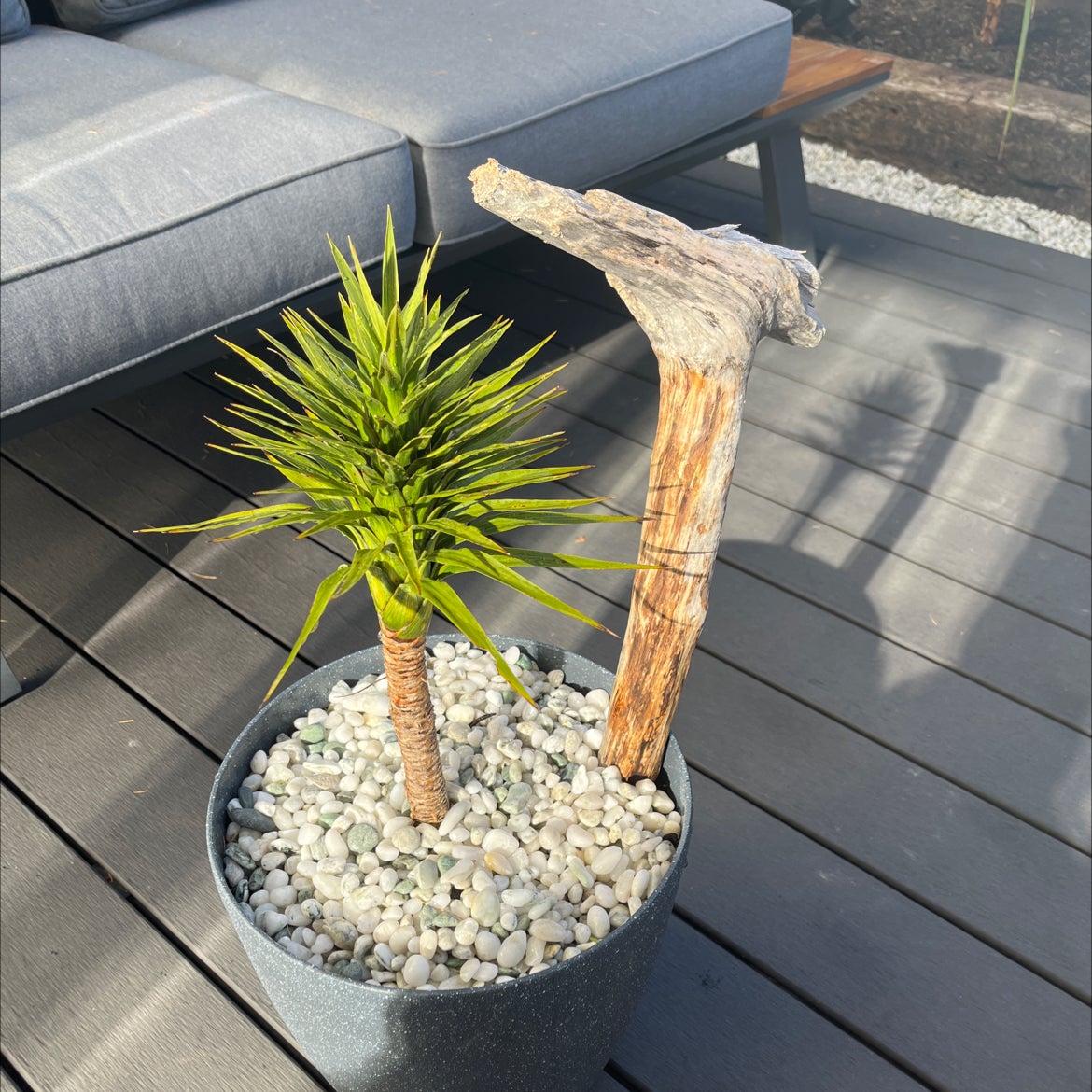 Keep Your dwarf cabbage tree, pygmy cabbage tree Alive: Light, Water ...