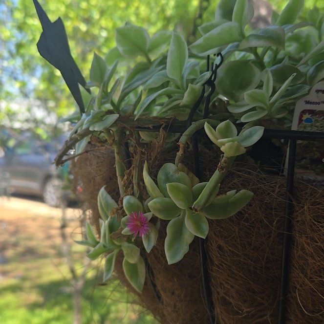 mezoo trailing red Care 101: Water, Light & Growing Tips