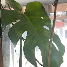 Treeyoncé | A plant by @harionfather on Greg