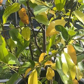 Magnolia 'White Caviar' Plant Care: Water, Light, Nutrients | Greg App 🌱