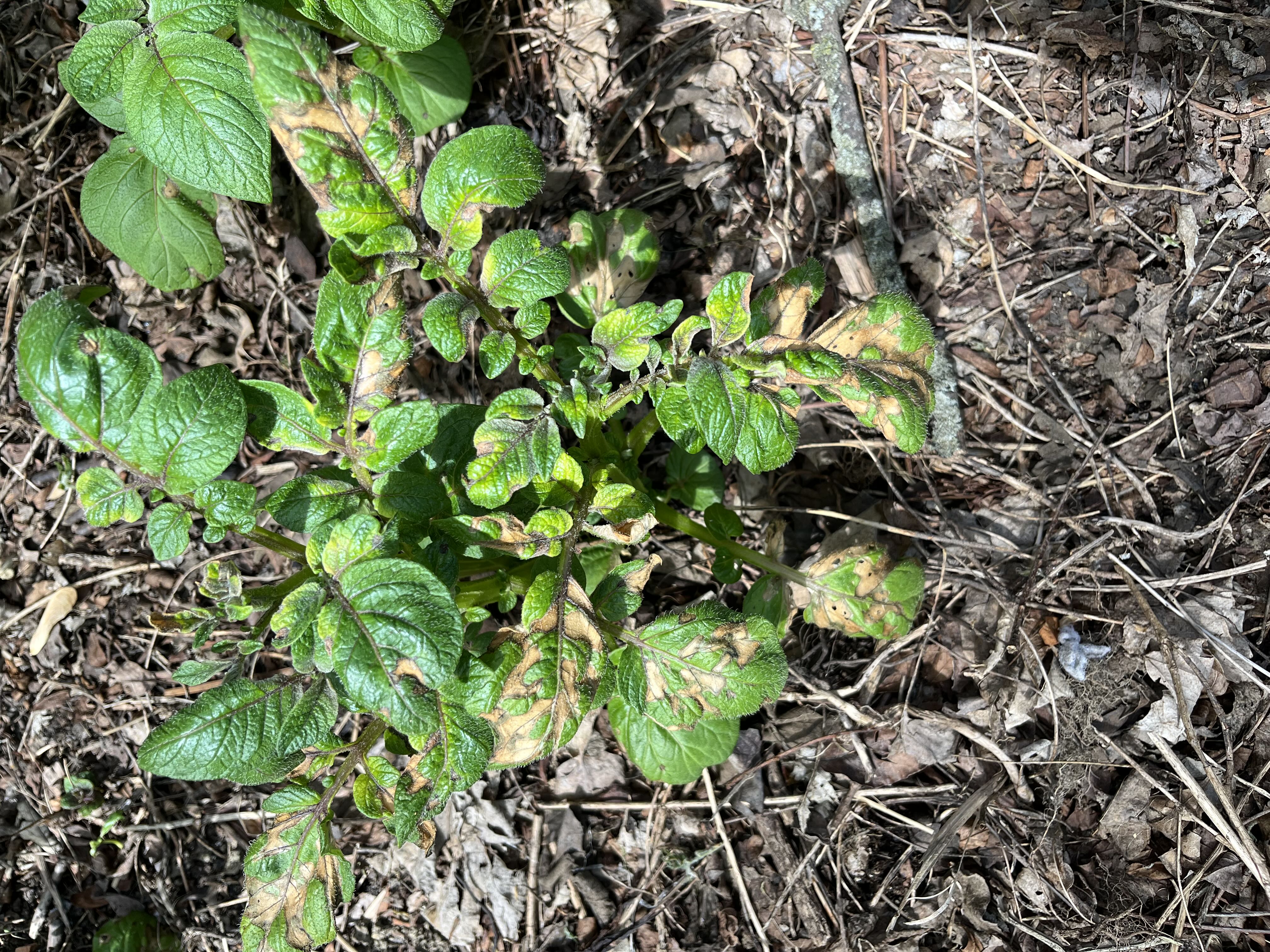 What’s wrong with my potato plant?