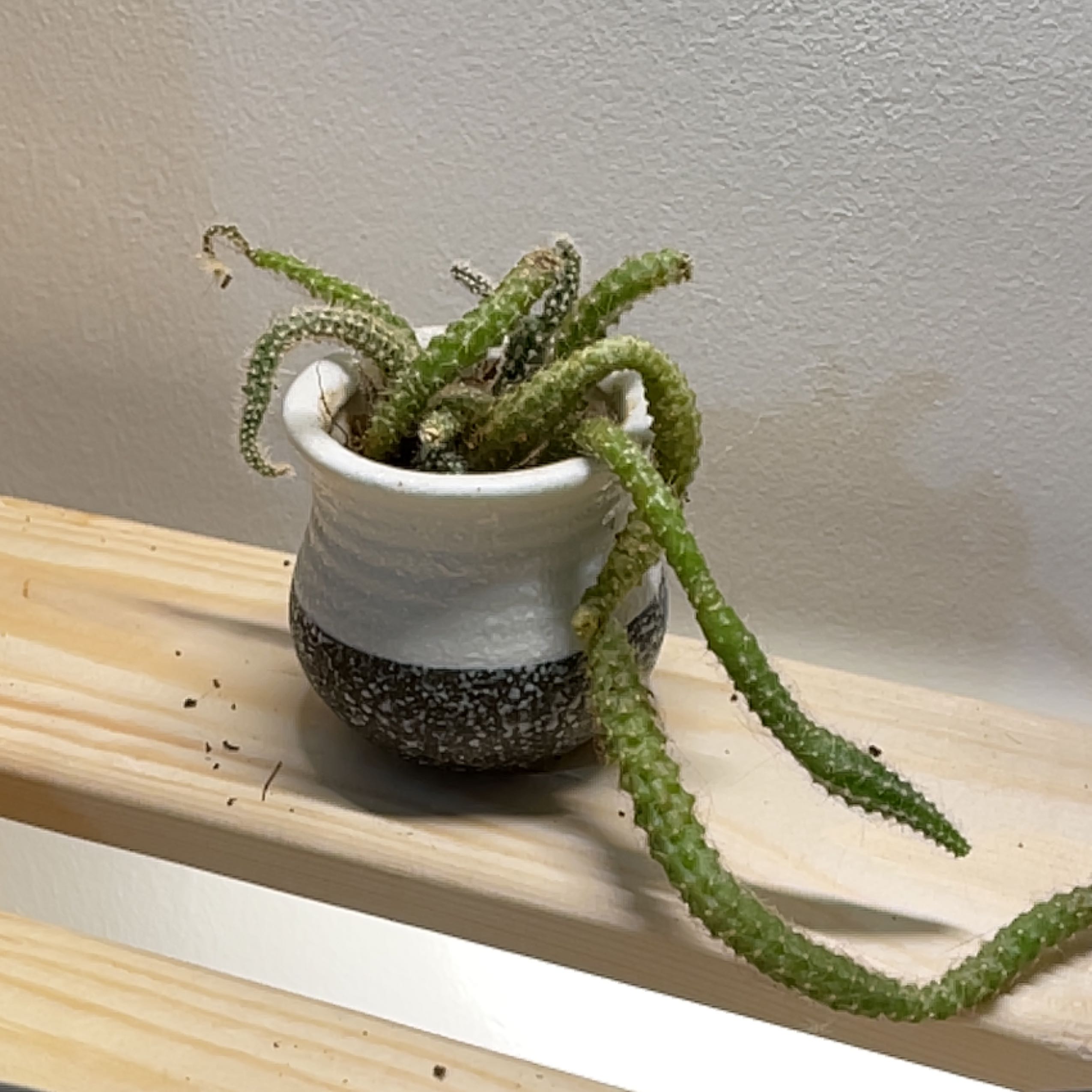 🐒 Why Are My Monkey Tail Cactus Leaves Droopy?