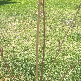 Spice Zee NectaPlum Tree: How Much Water & Light Does it Need to Thrive?