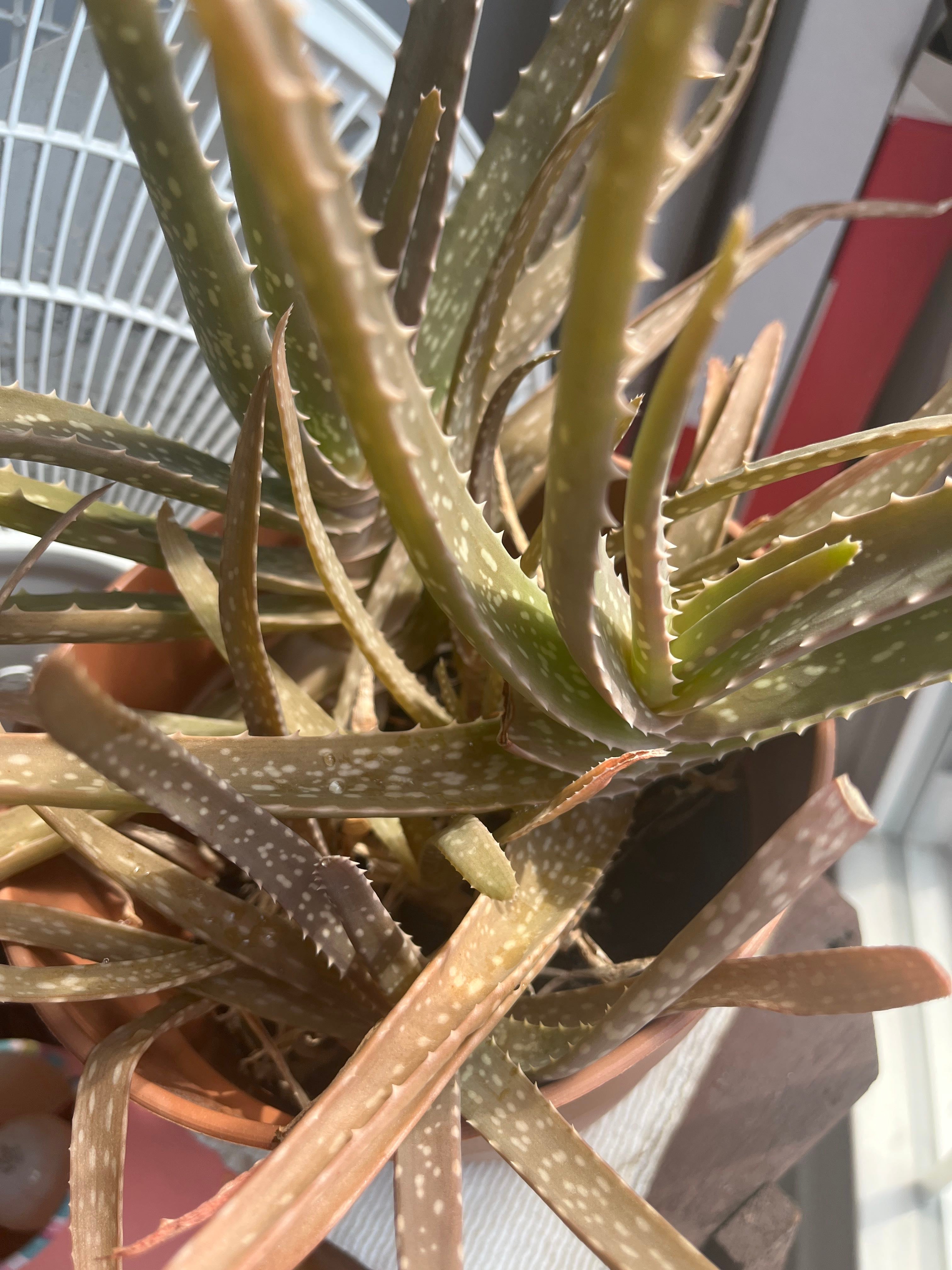 🌡 What Is A Good Temperature Range For My Aloe Vera?