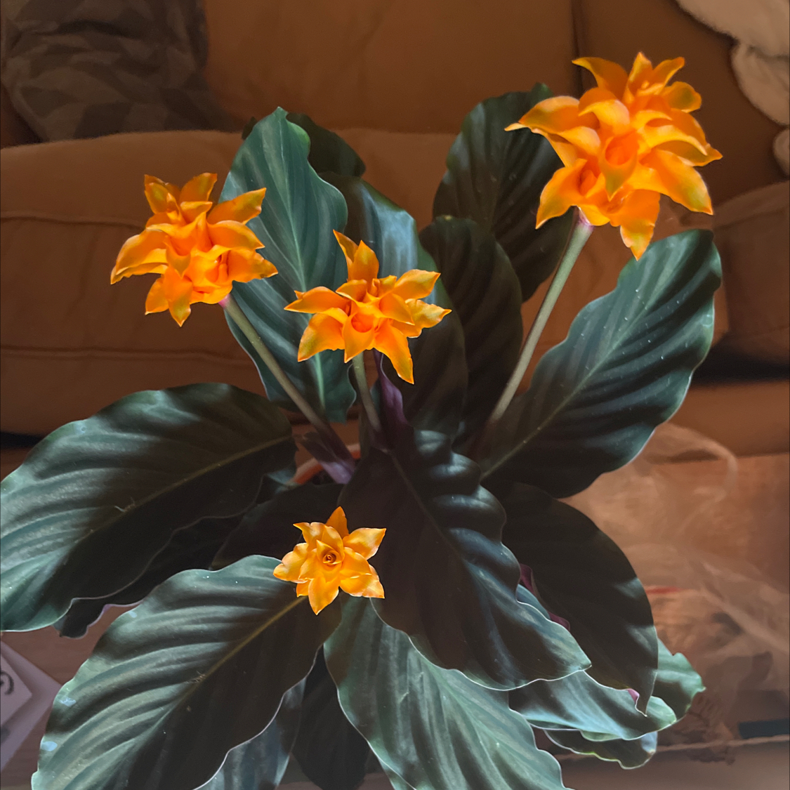 When and Where Should I Trim My Eternal Flame Plant?