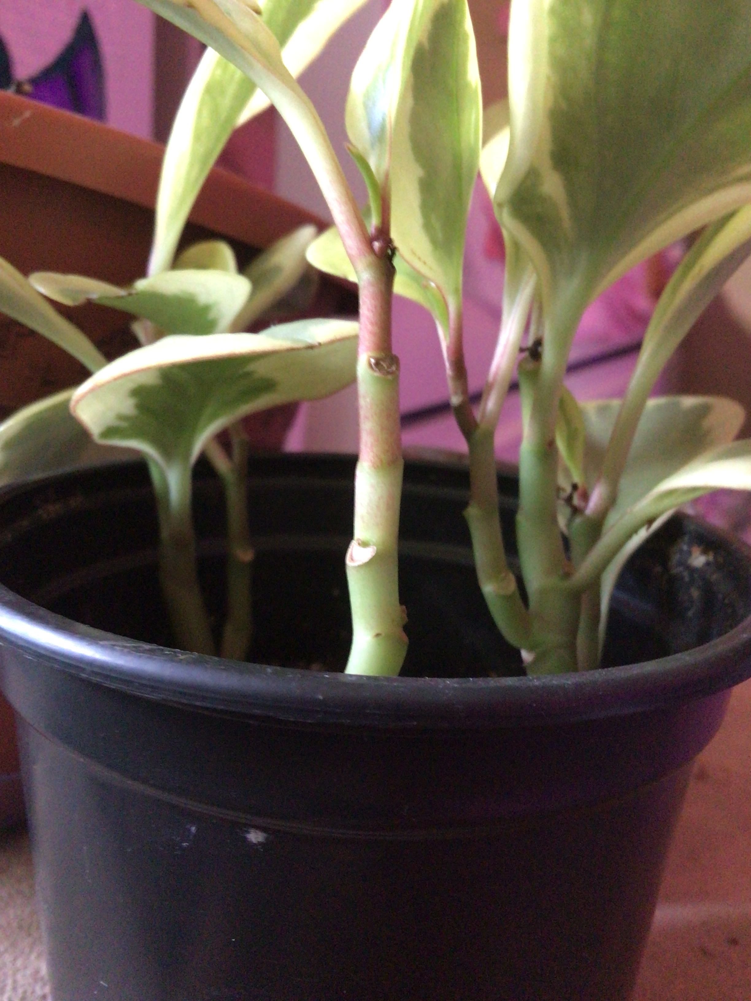 Variegated Teardrop Peperomia: How Much Water & Light Does it Need to ...