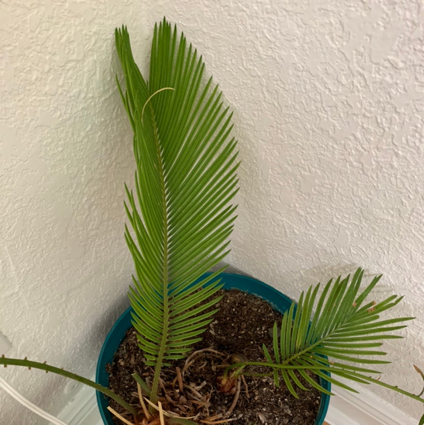How Do I Fix Sago Palm Root Rot?