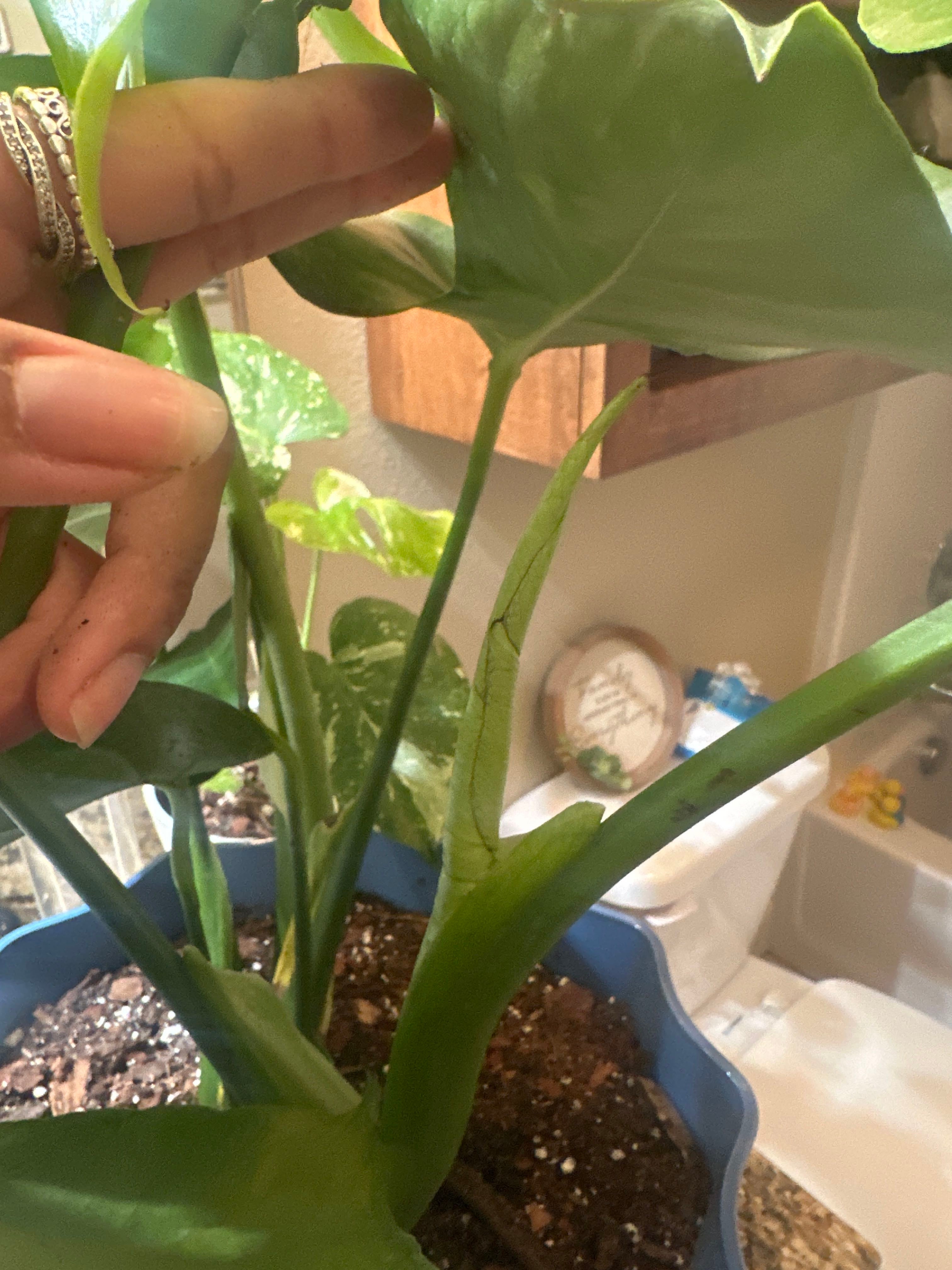 Keep Your Monstera Alive: Light, Water & Care Instructions