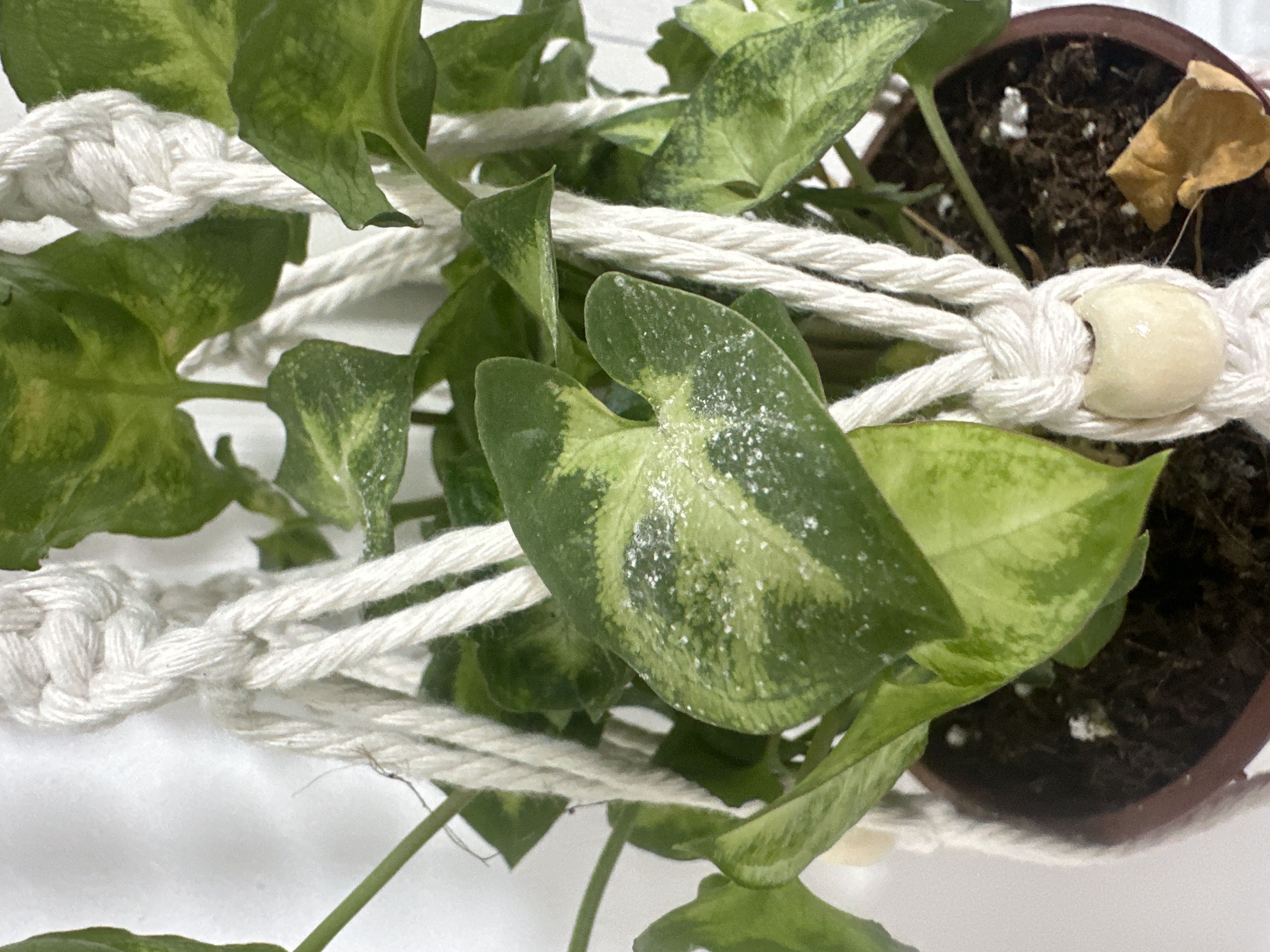 Keep Your Nephthytis Alive: Light, Water & Care Instructions