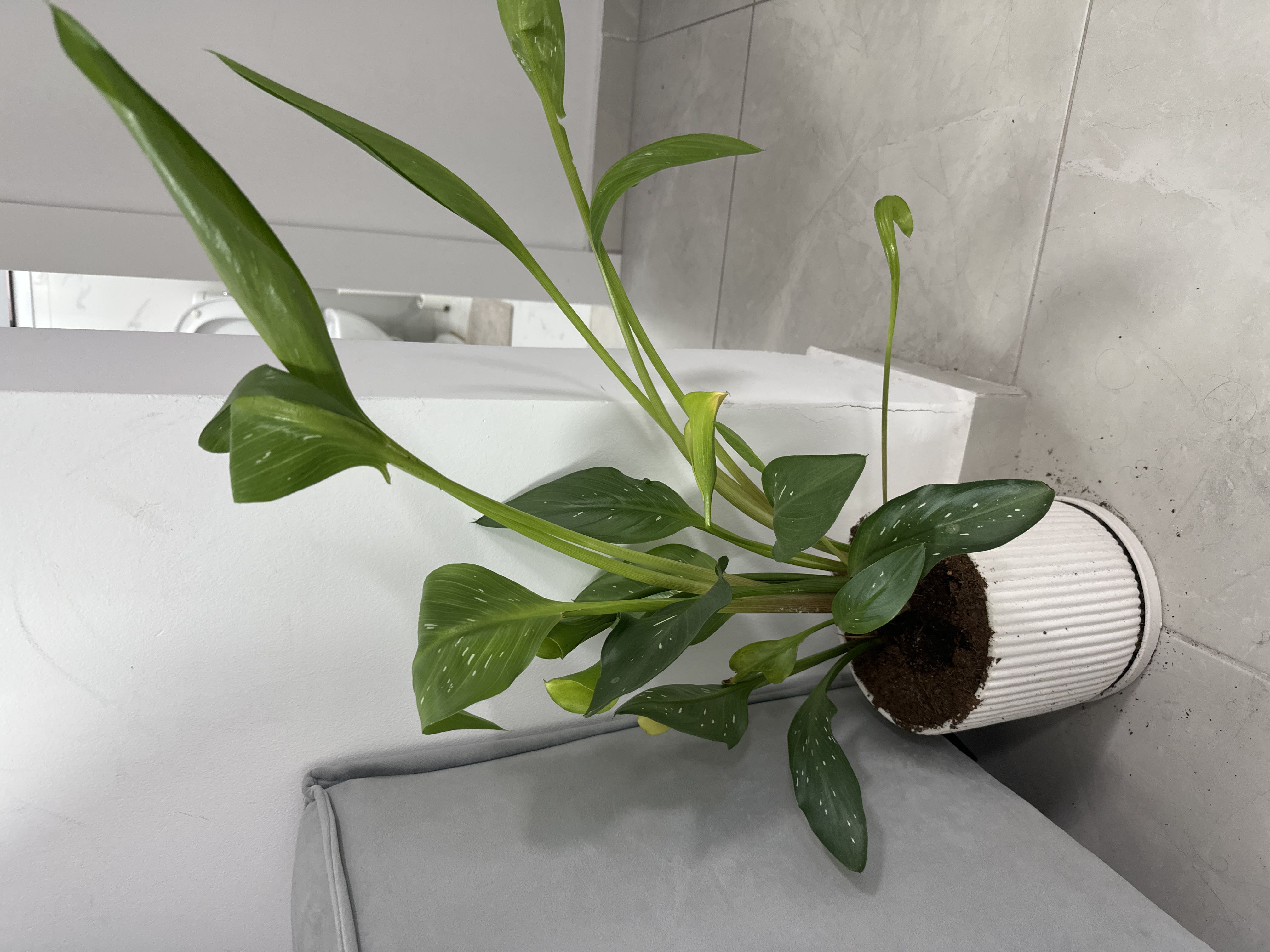What Should I Do When Calla Lily Leaves Turn Yellow? 🤒