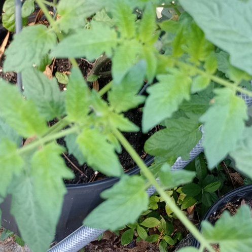 How to Care for Tomato 'Midnight Snack': Mastering Water, Sunlight & More