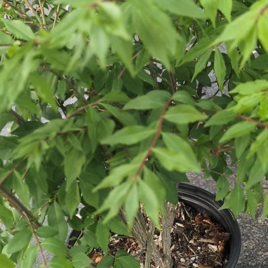 How to Care for Dwarf Burning Bush: Mastering Water, Sunlight & More