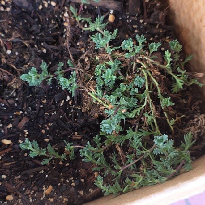 Blue Woolly Speedwell Plant Care: Water, Light, Nutrients | Greg App 🌱