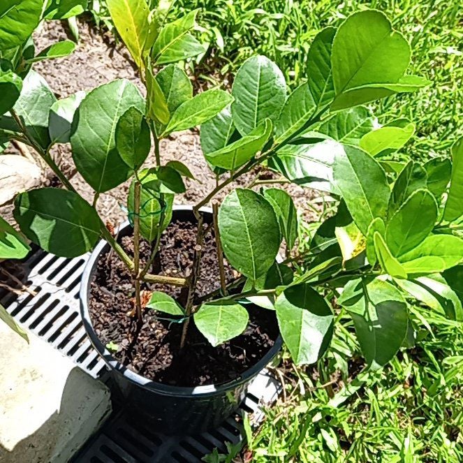 New Zealand Lemonade Tree Plant Care: Water, Light, Nutrients | Greg App 🌱