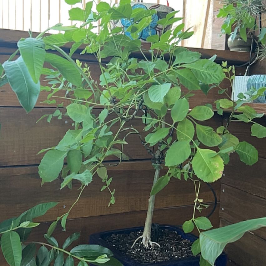 Ash Tree Plant Care: Water, Light, Nutrients | Greg App 🌱