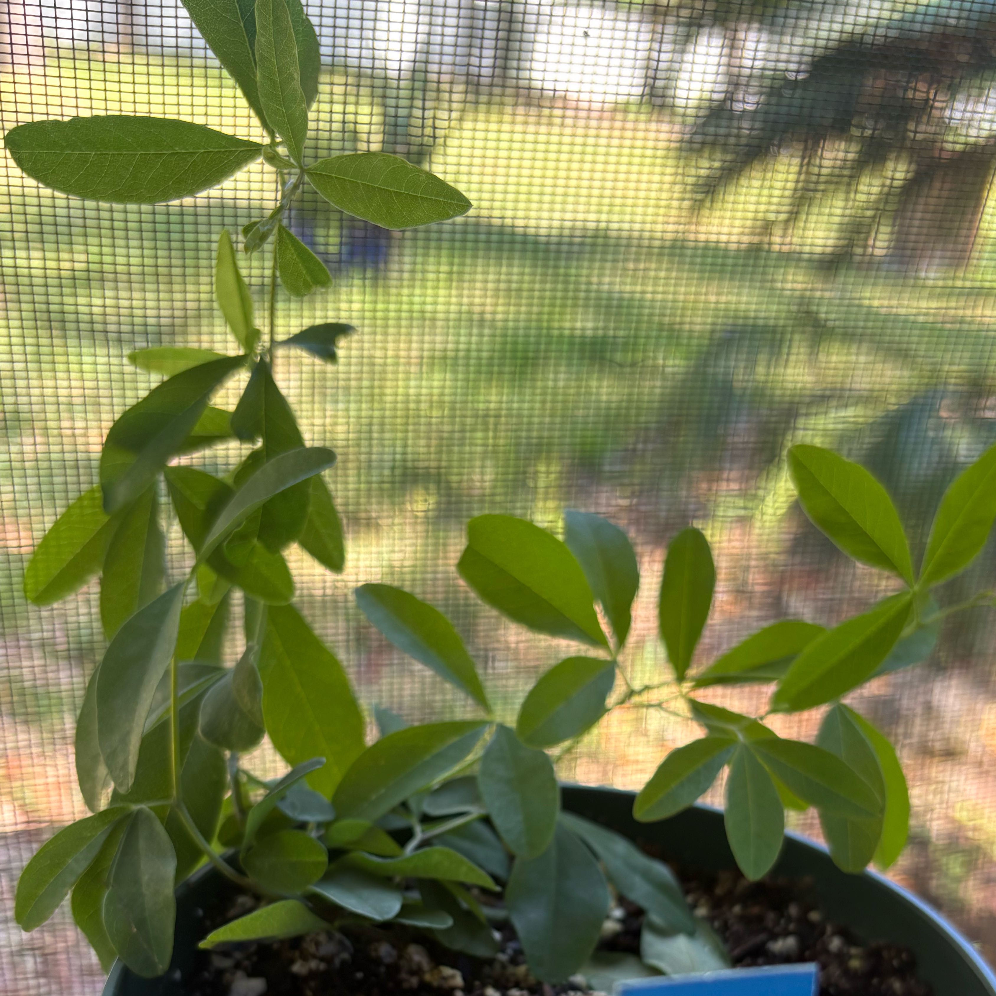 White Indigo Plant Care: Water, Light, Nutrients | Greg App 🌱