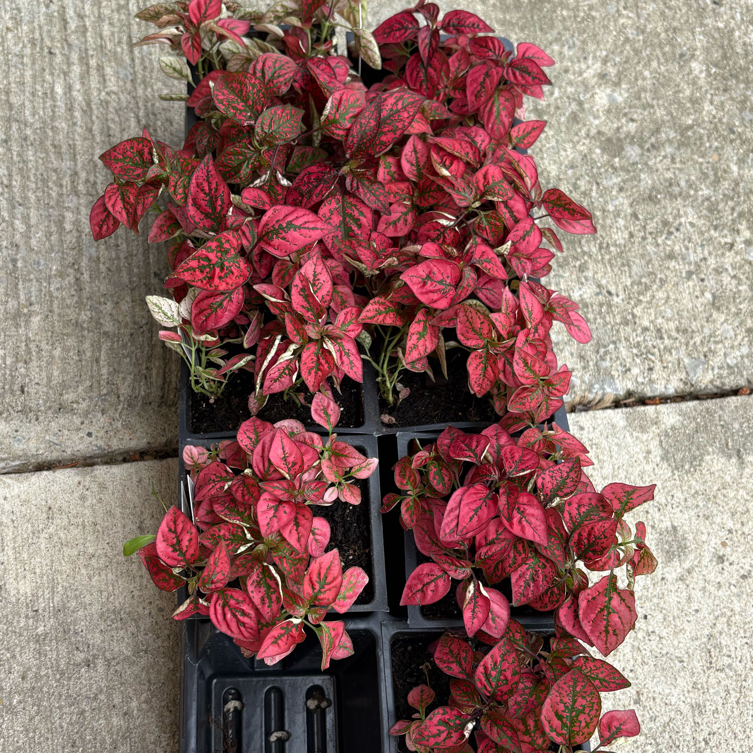 Red Splash Plant: How Much Water & Light Does it Need to Thrive?