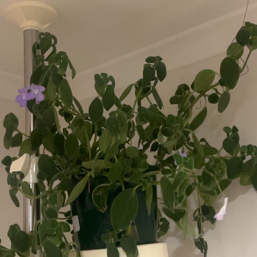 Nodding Violet Care 101: Water, Light & Growing Tips