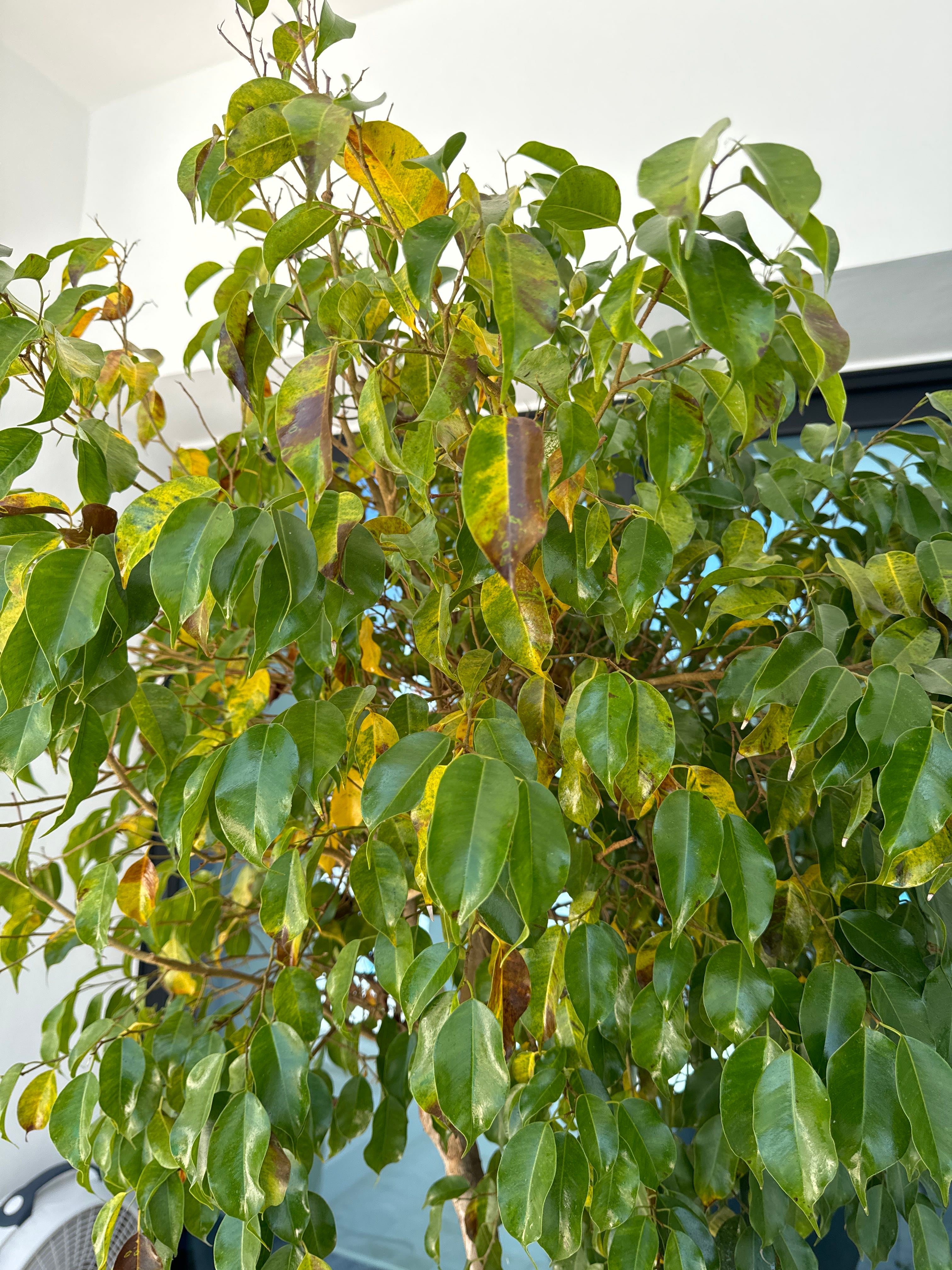 🌳 Ficus pallida Explained: Key Information