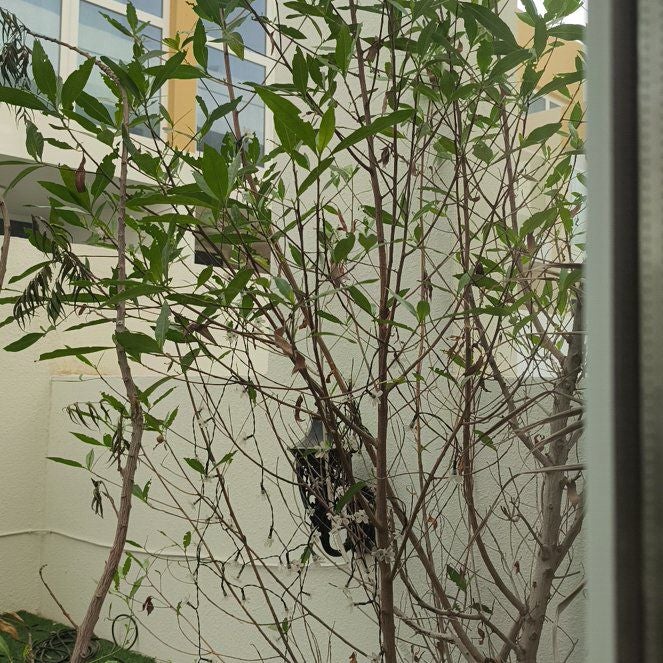 Damas Tree Plant Care: Water, Light, Nutrients | Greg App 🌱