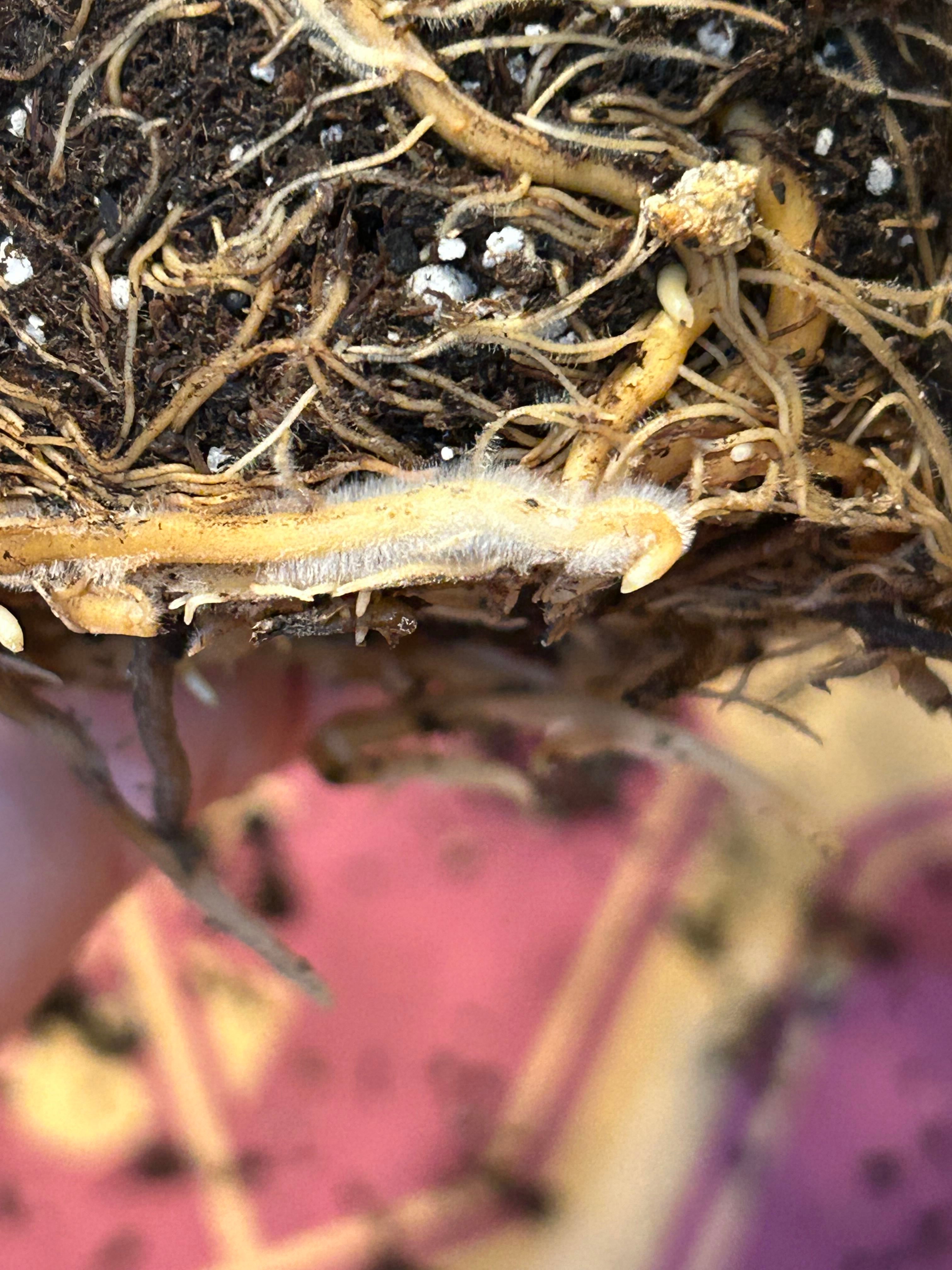 How to Care for Nephthytis: Mastering Water, Sunlight & More