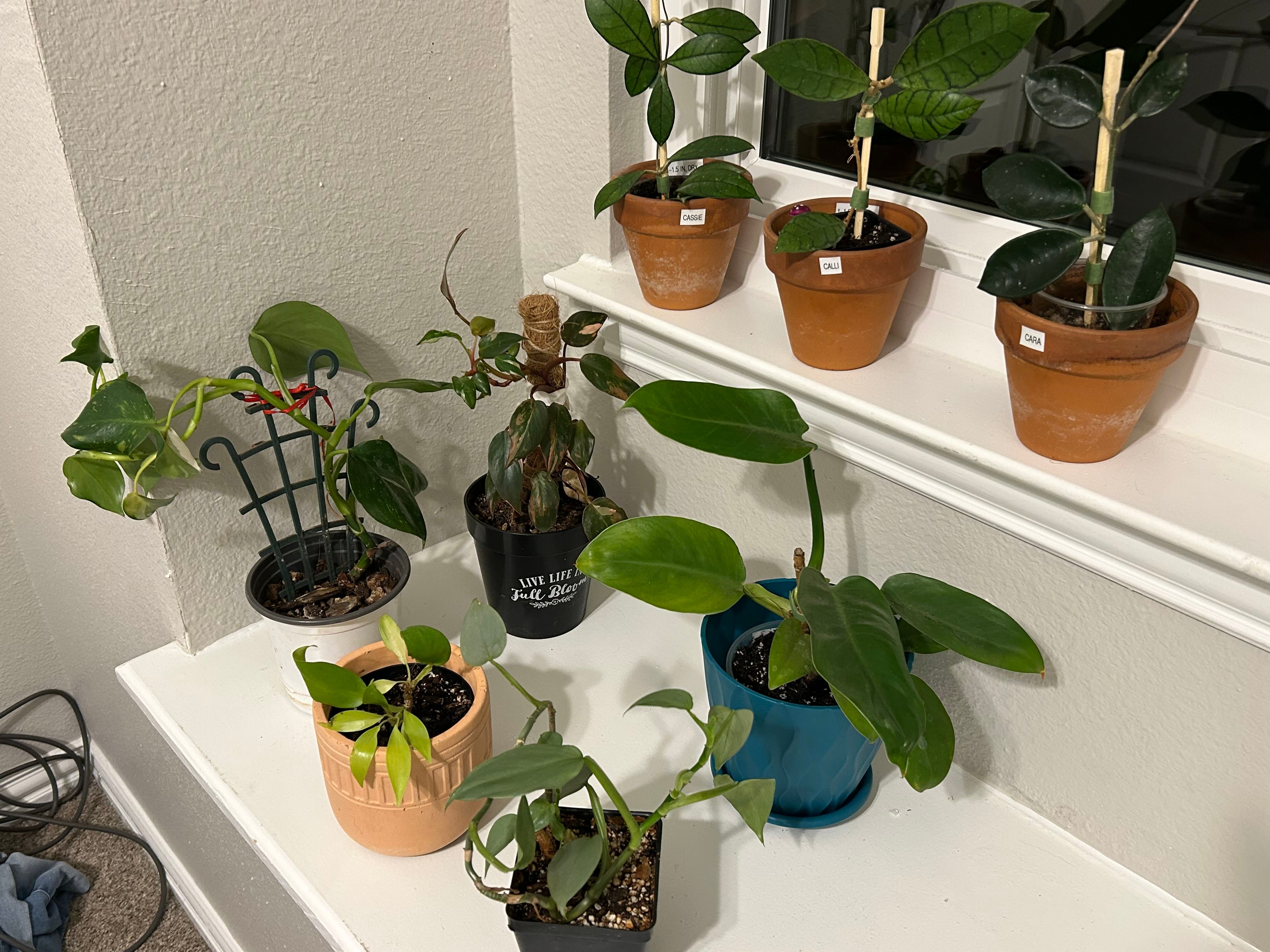 How to Care for Rudolph Philodendron: Mastering Water, Sunlight & More