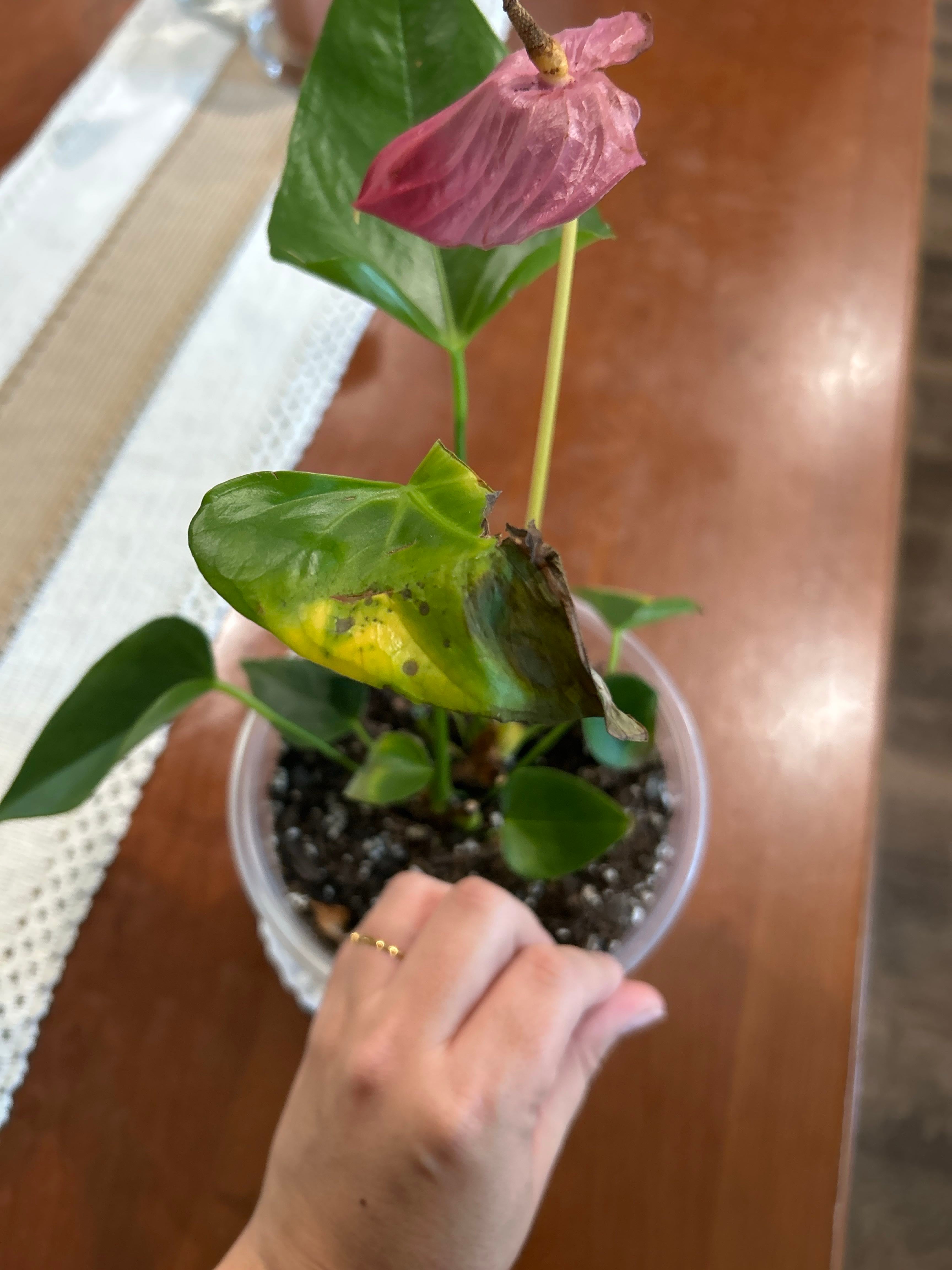 Anthurium Magnificum x sp Napo Plant Care: Water, Light, Nutrients ...
