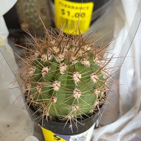 The Complete Trichocereus tarijensis 'Poco' Plant Care Guide: Water ...