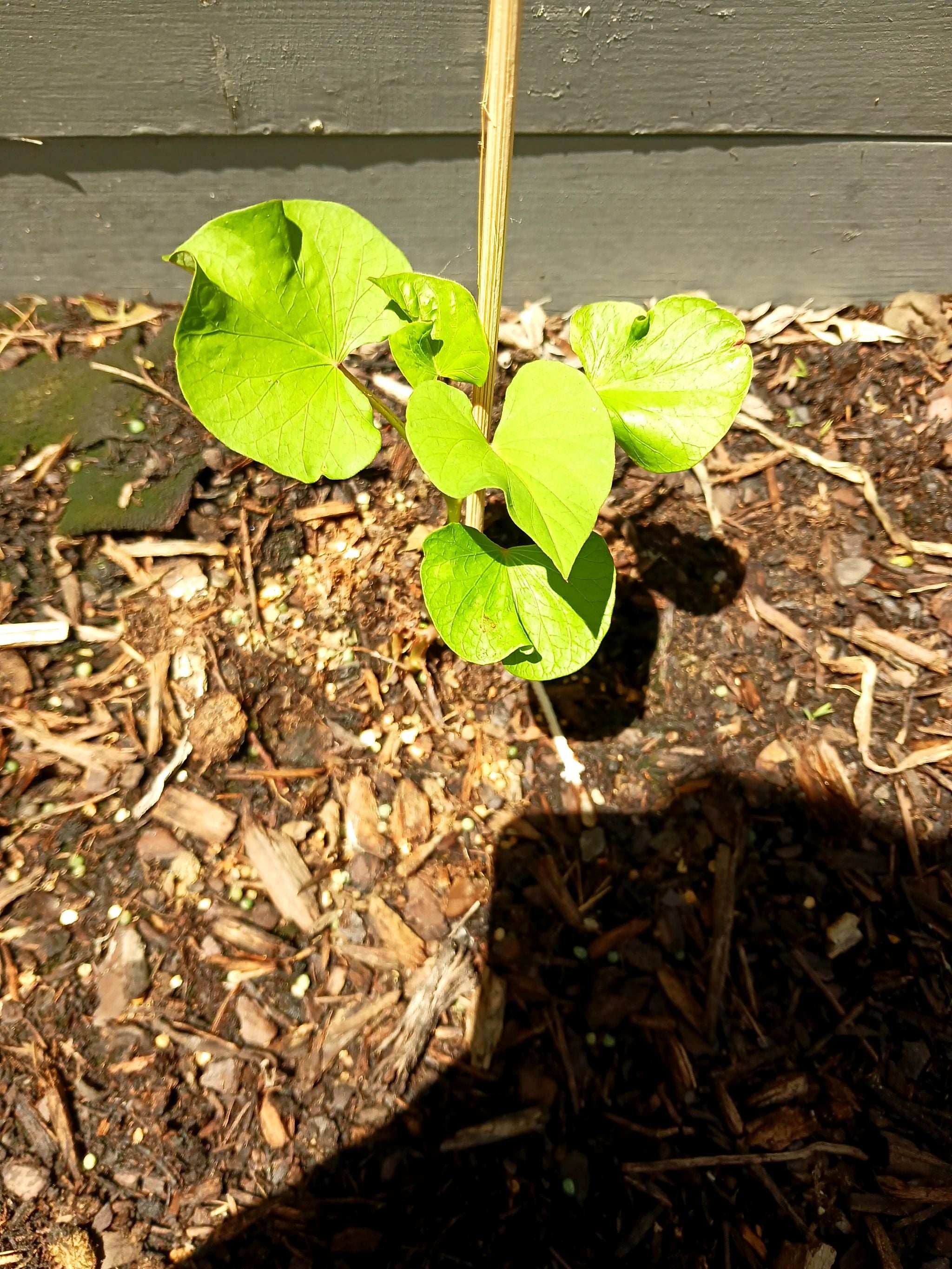 Common Morning Glory Problems