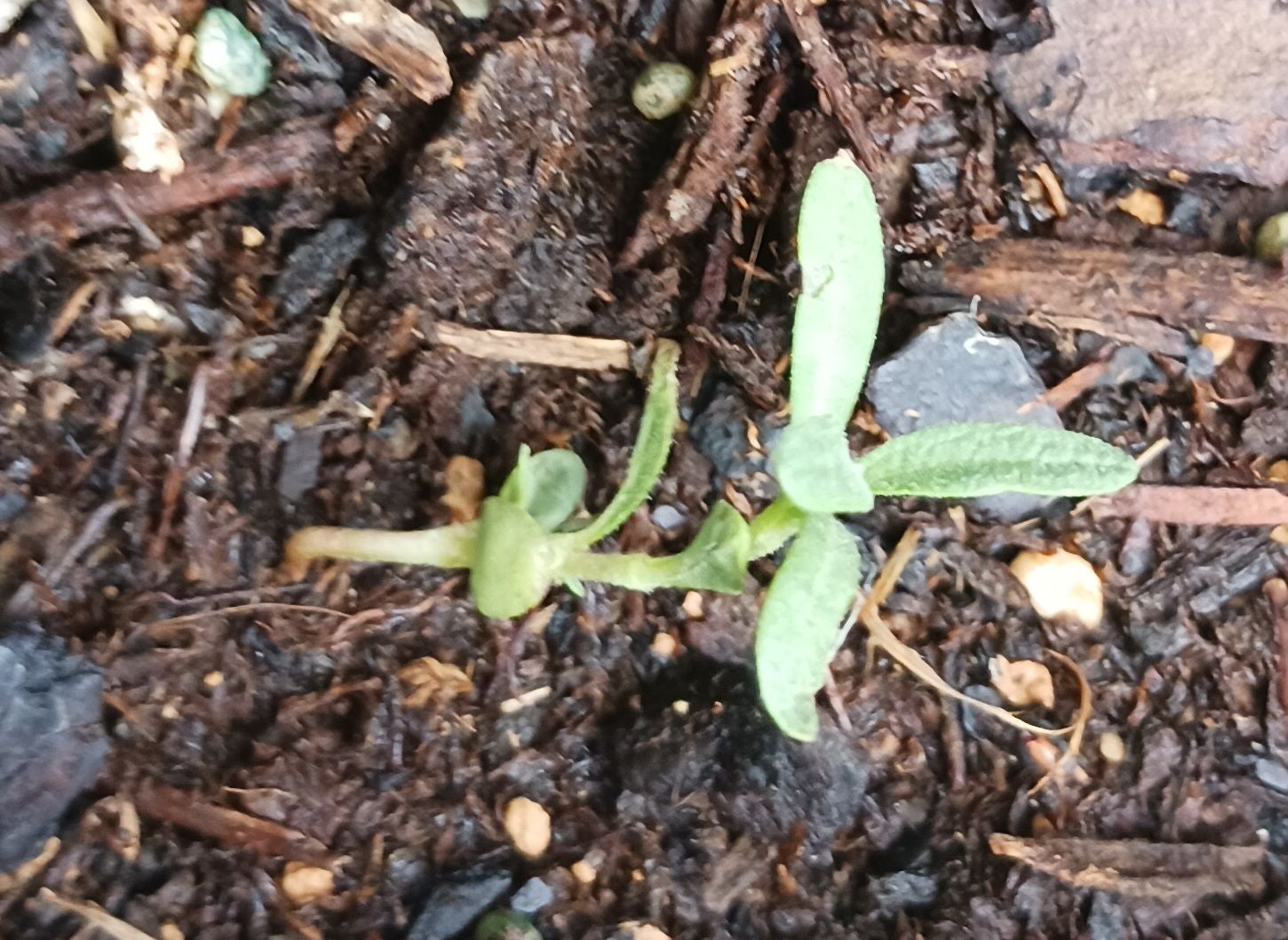 Ultimate Guide to Salvia 'Rose Marvel' 🌹