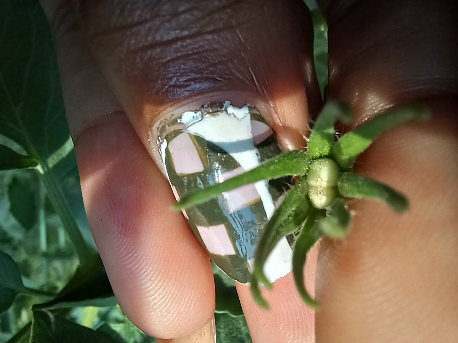 Everything You Need to Know About Maris Piper Potato 🥔