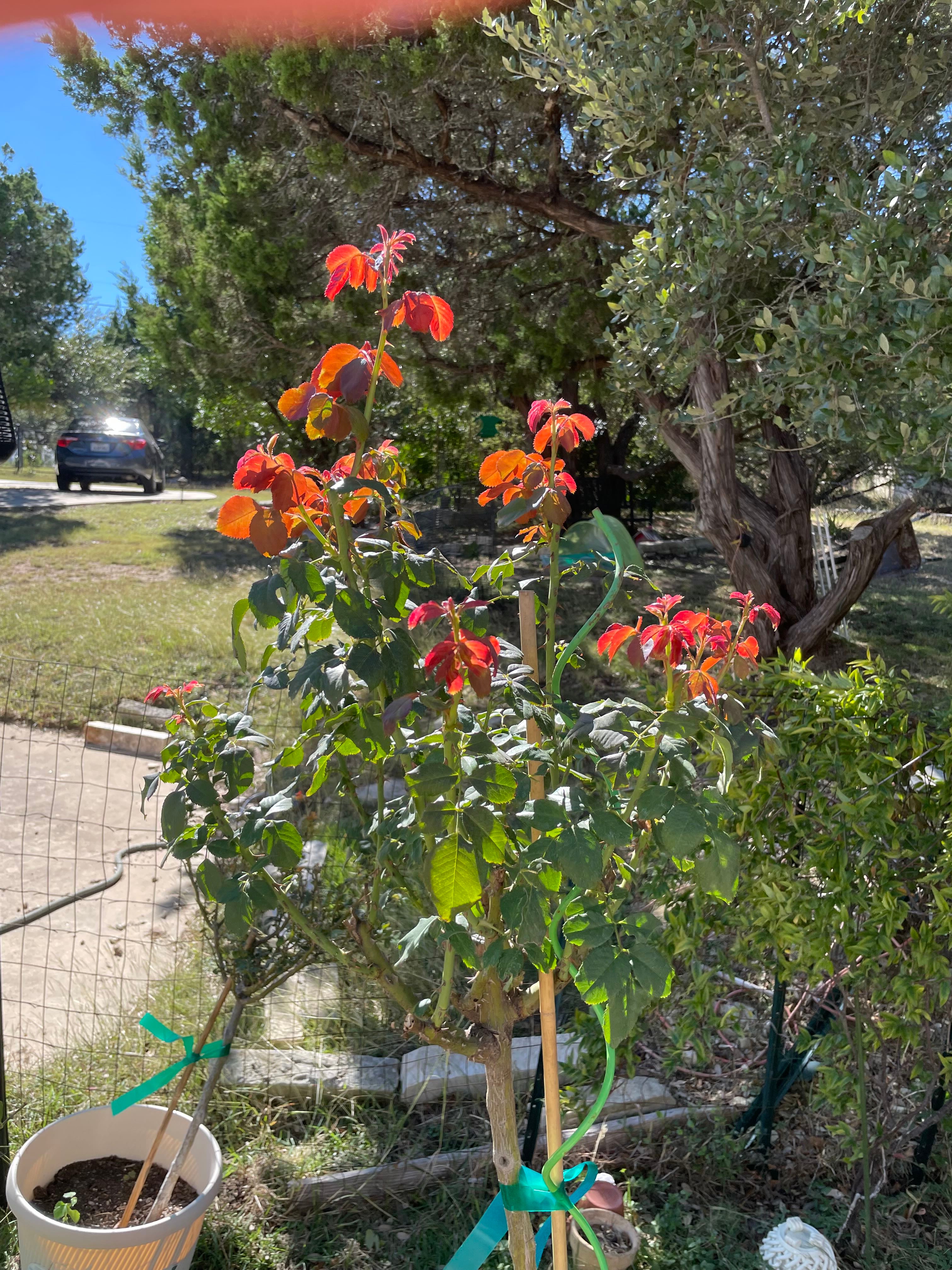 🌹 Propagating David Austin 'Constance': Step-by-Step Guide