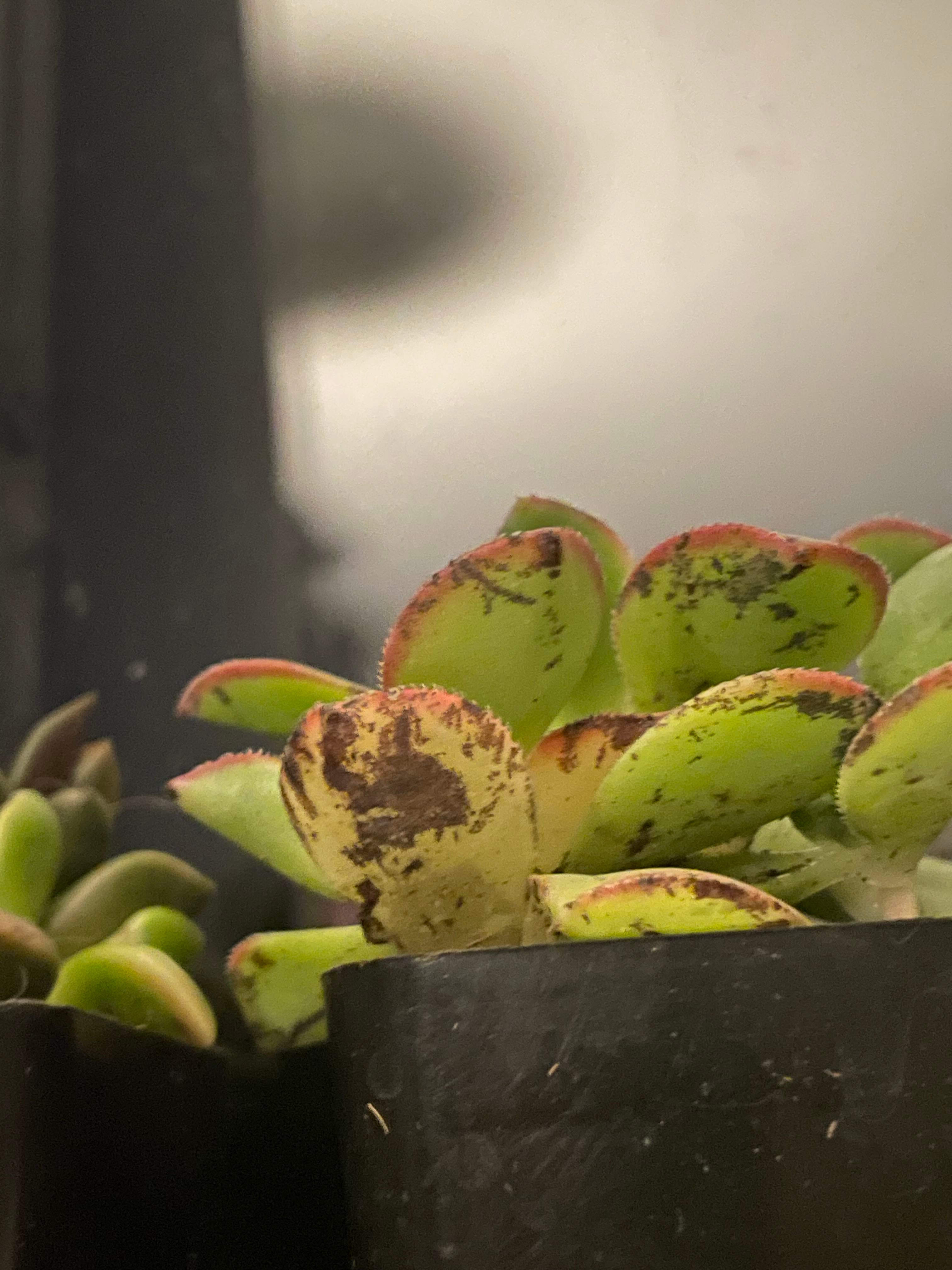 Aeonium Green Earth Care 101: Water, Light & Growing Tips