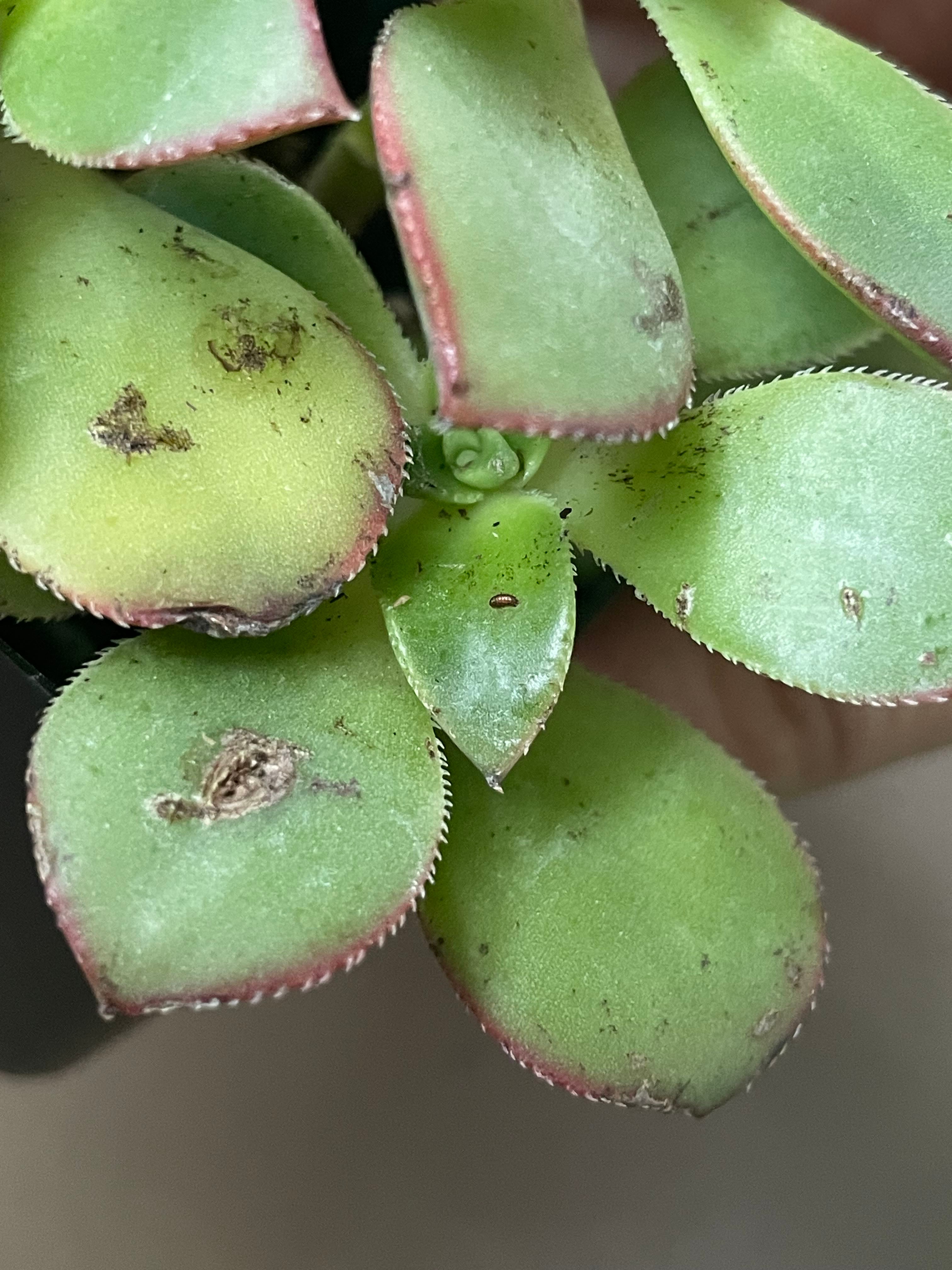 Aeonium Green Earth Care 101: Water, Light & Growing Tips